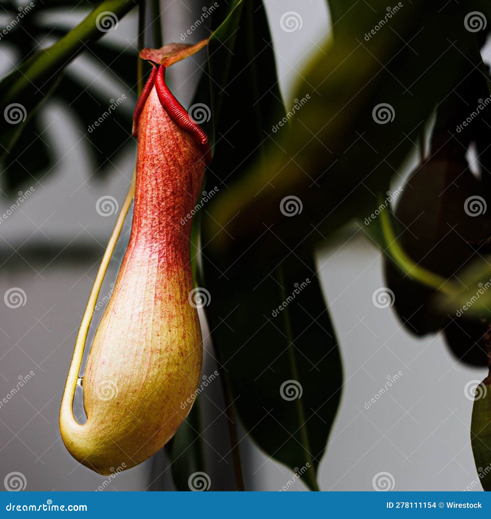 Close-up of a Pitcher Plant Hanging from a Tree Branch Stock Photo ...
