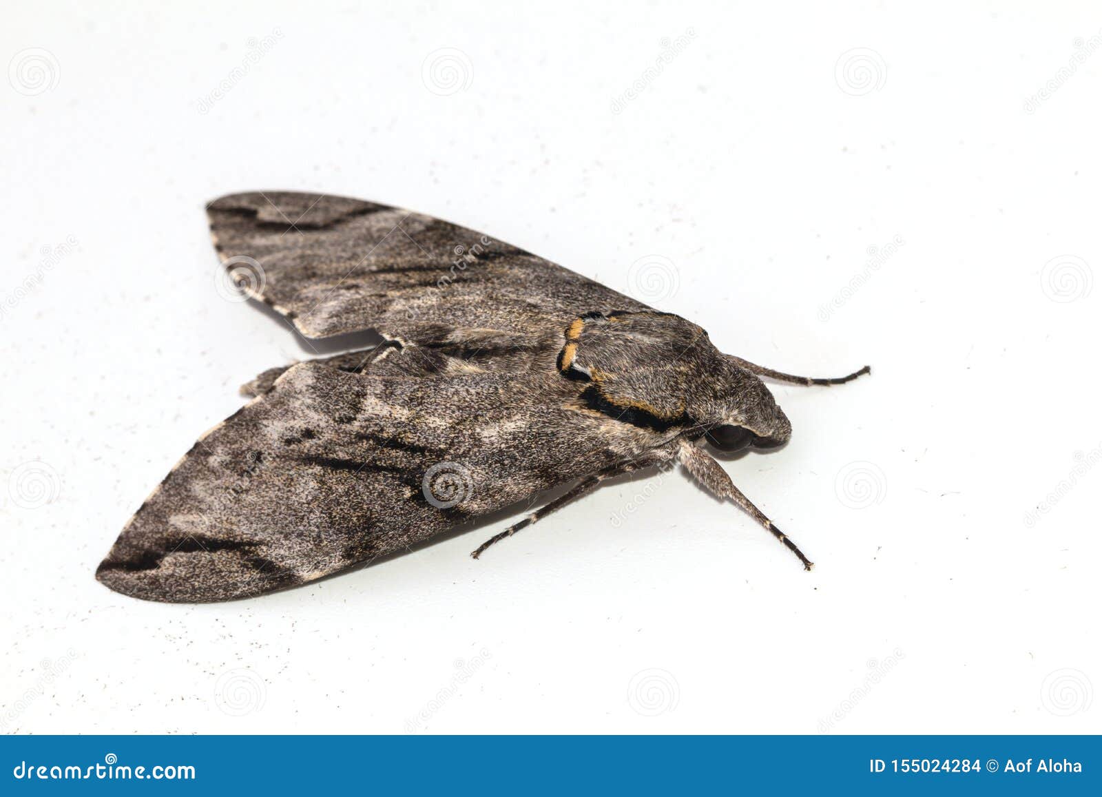 Close Up the Plain Grey Hawk Moth Isolate on White Background ...