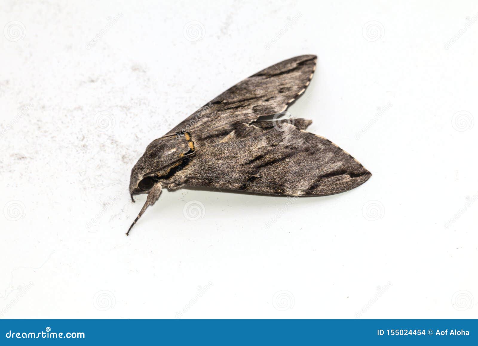 Close Up the Plain Grey Hawk Moth Isolate on White Background ...