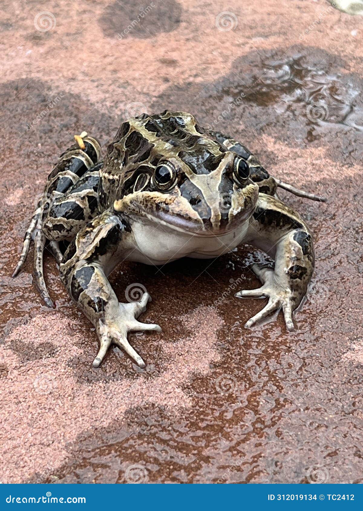 Close-up of a Plains Toad Frog. Leptodactylus Latrans Stock Photo ...