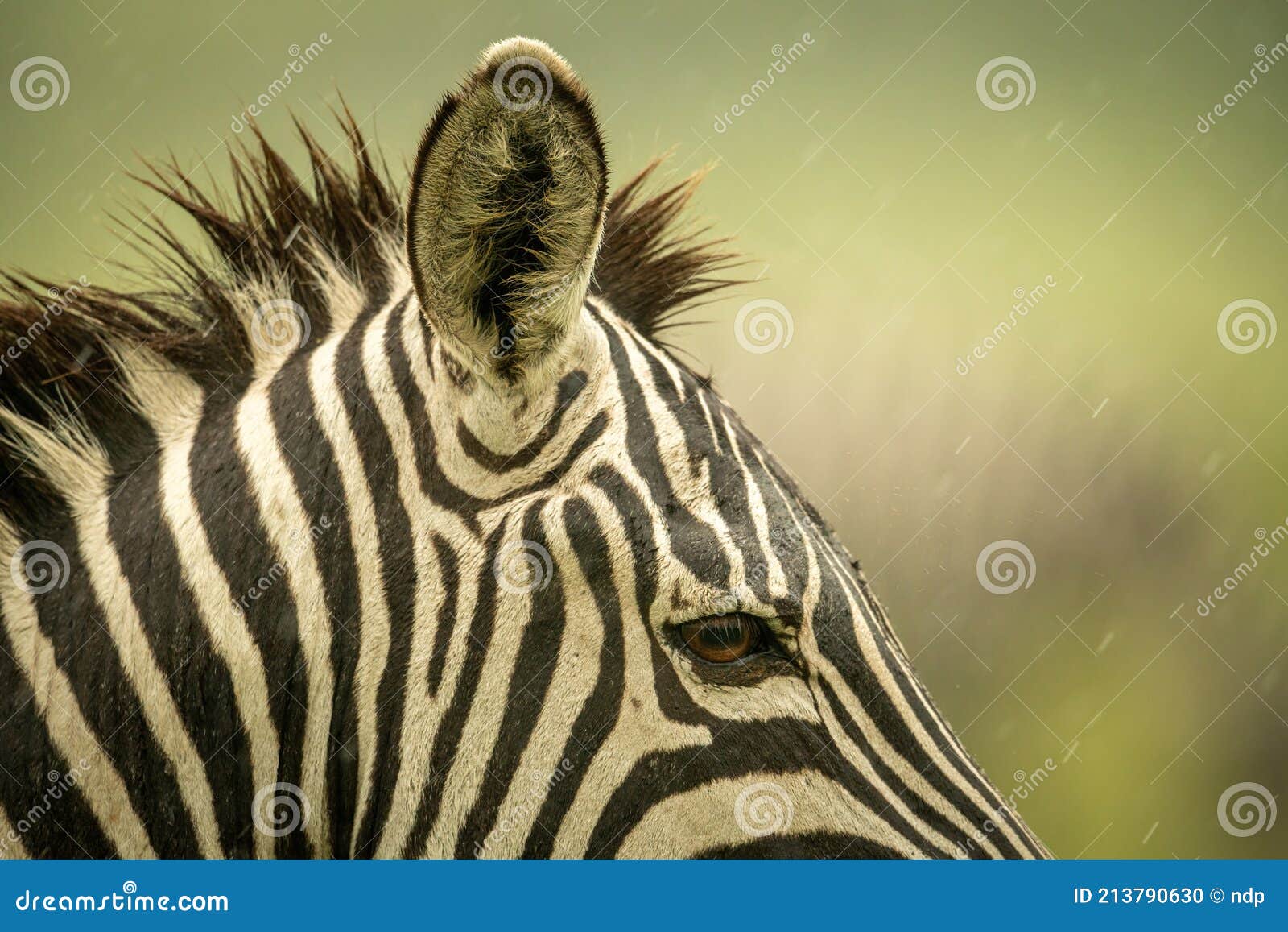 Zebra In The Rain Trough My Window Stock Photography | CartoonDealer ...