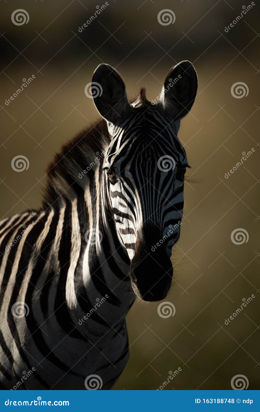 Close-up of Plains Zebra Looking Towards Camera Stock Photo - Image of ...