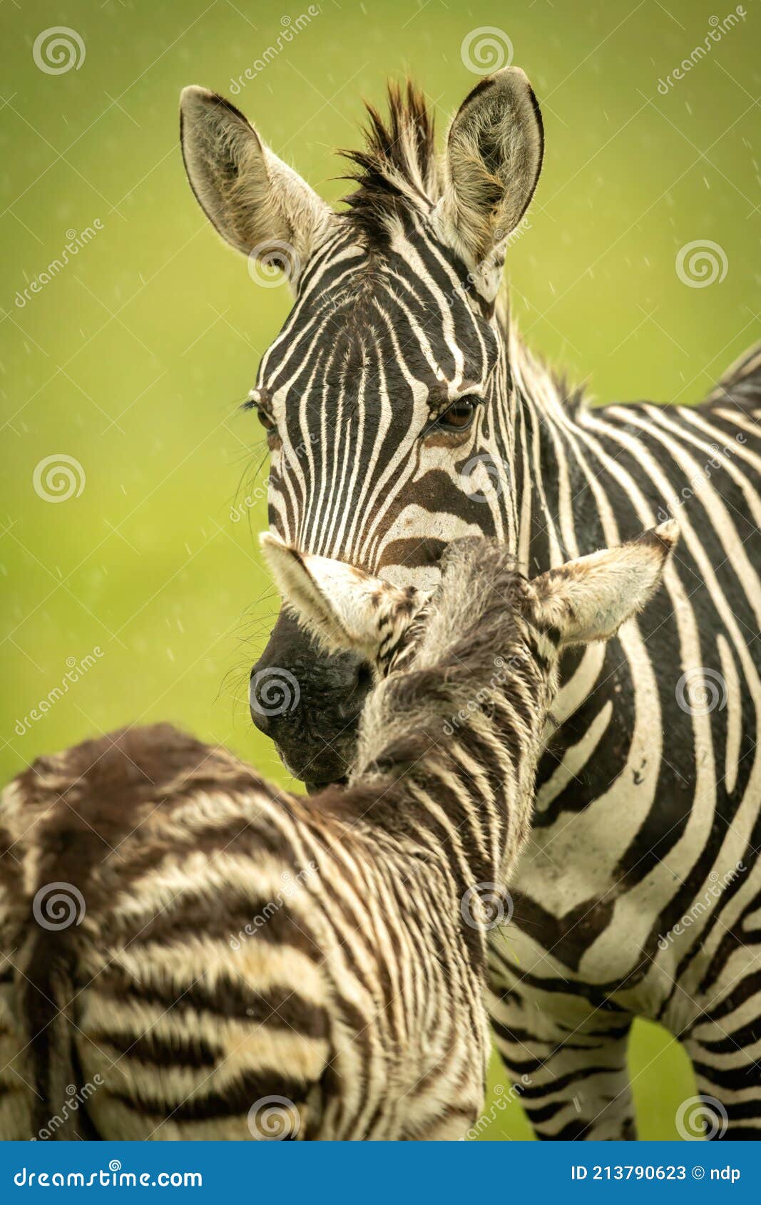 Close-up of Plains Zebra Nuzzling Bedraggled Foal Stock Image - Image ...