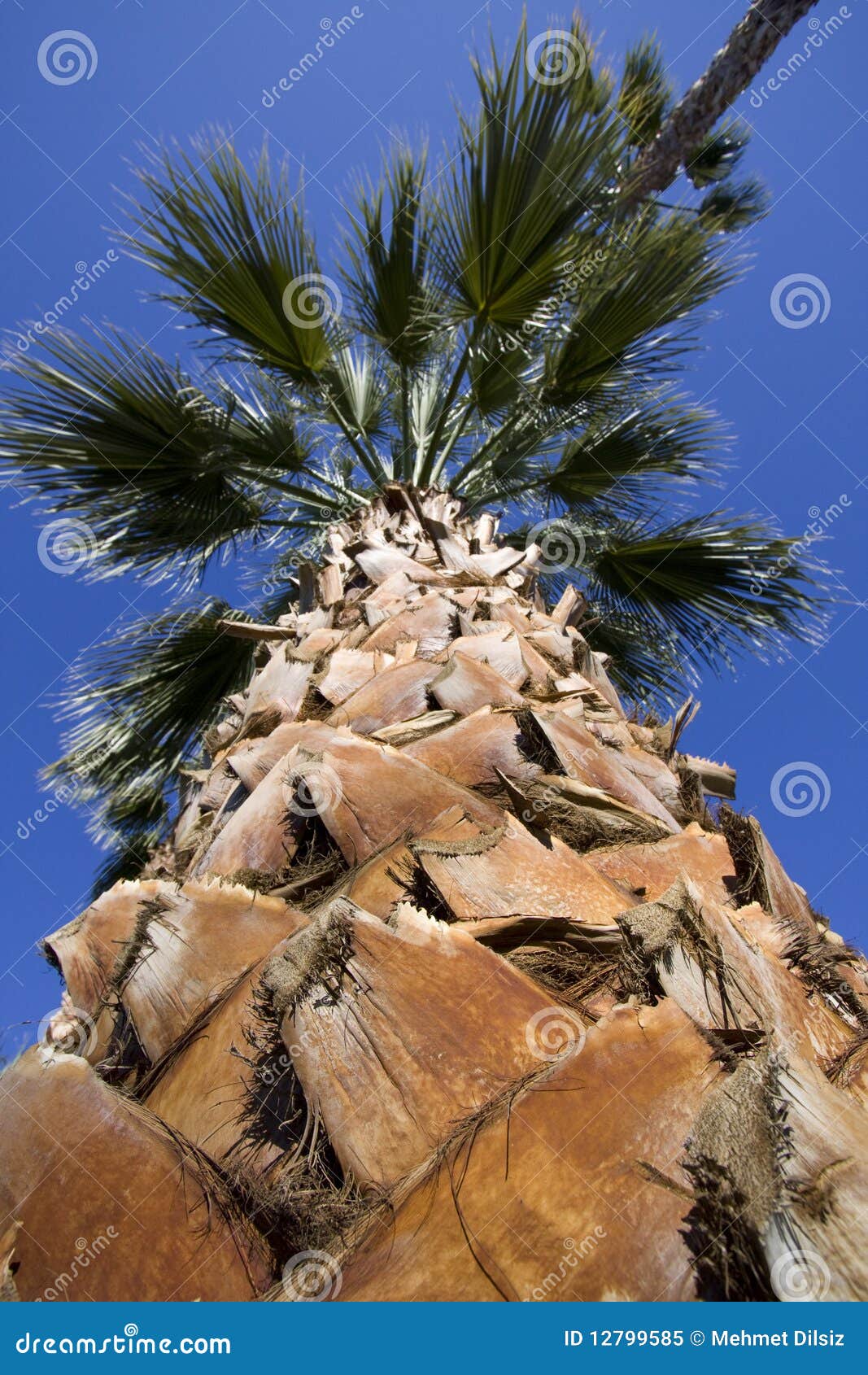 Close up on a Plam Tree stock image. Image of wooden - 12799585