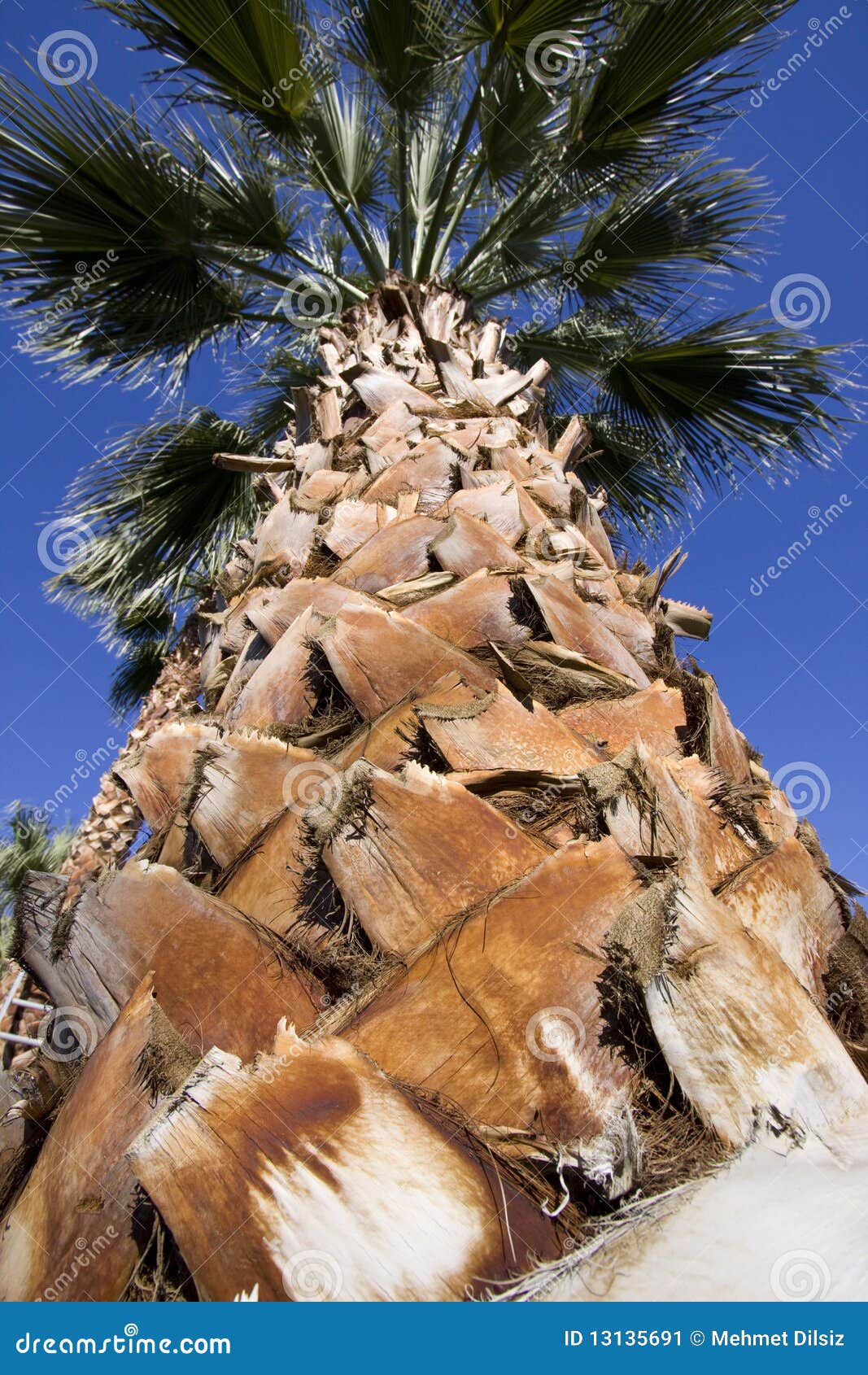 Close up on a Plam Tree stock image. Image of background - 13135691