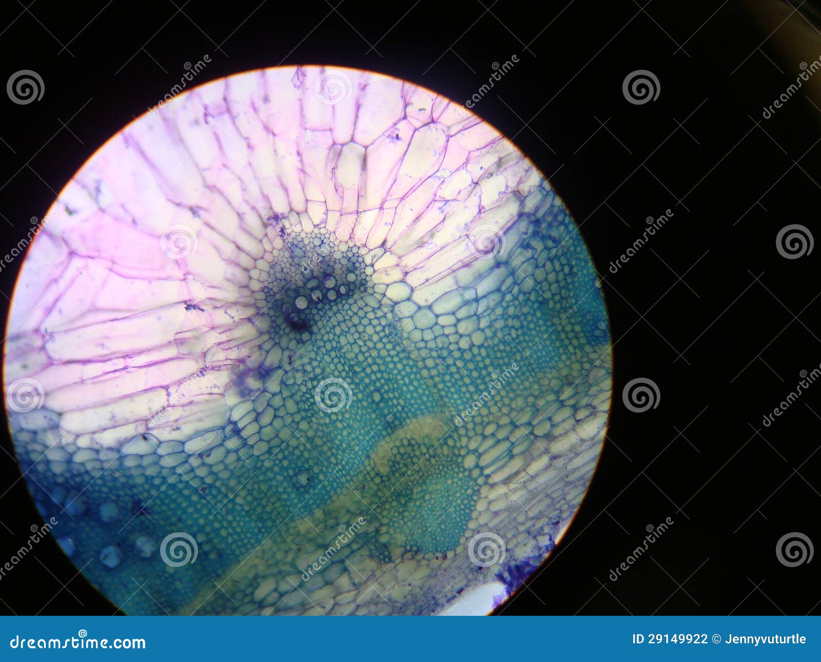 Xylem And Phloem Microscope Hd
