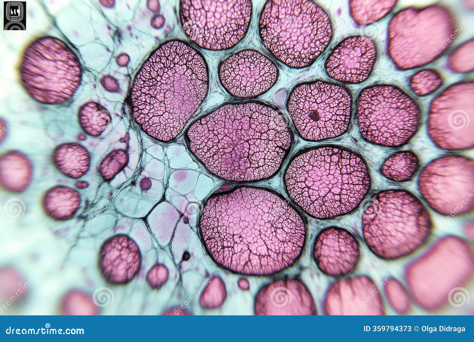 Close-up of Plant Cell Structure with Pink Stained Xylem and Phloem ...