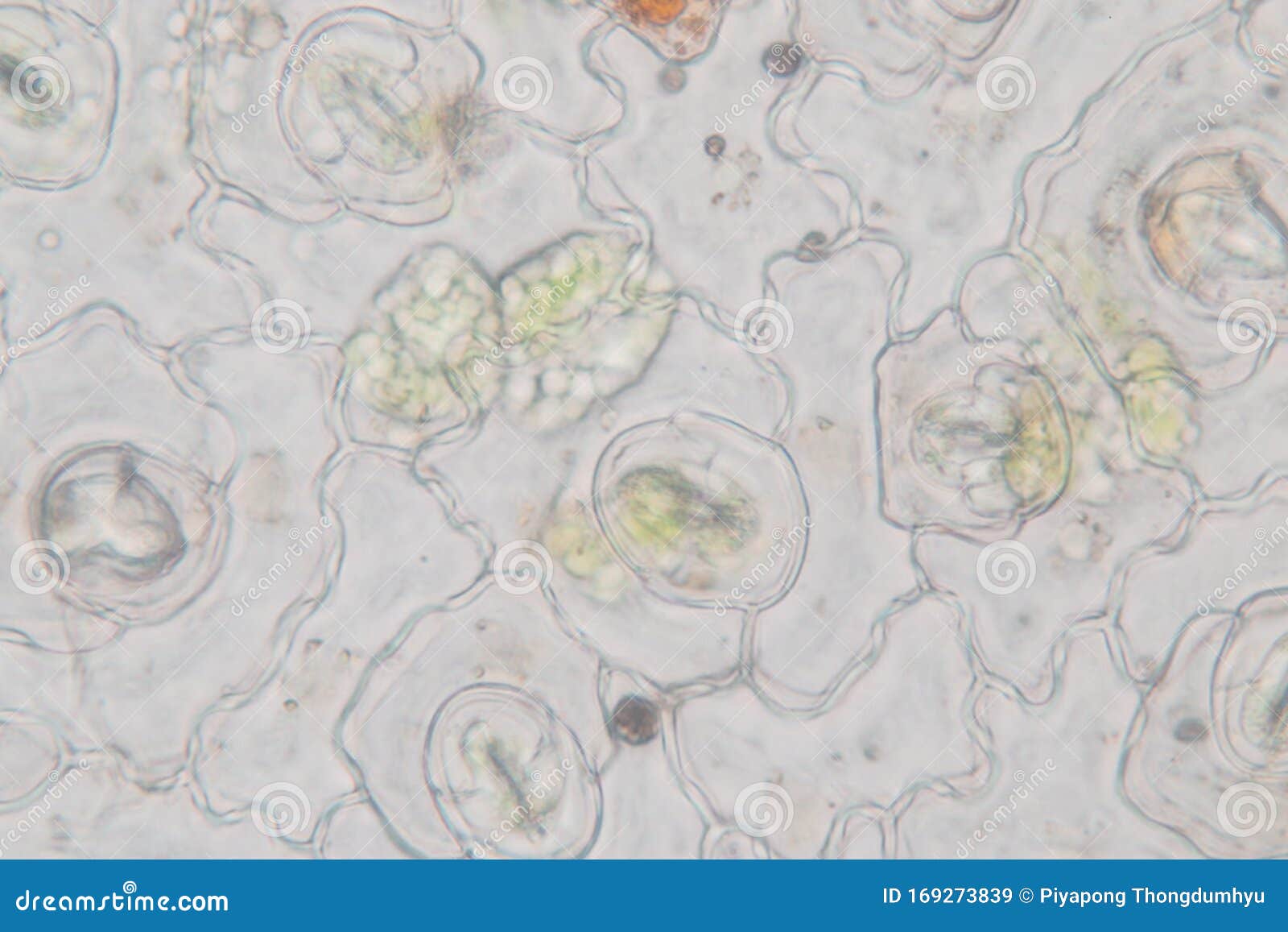 Leaf Epidermis Stomata Under Microscope. Stock Image - Image of carbon ...