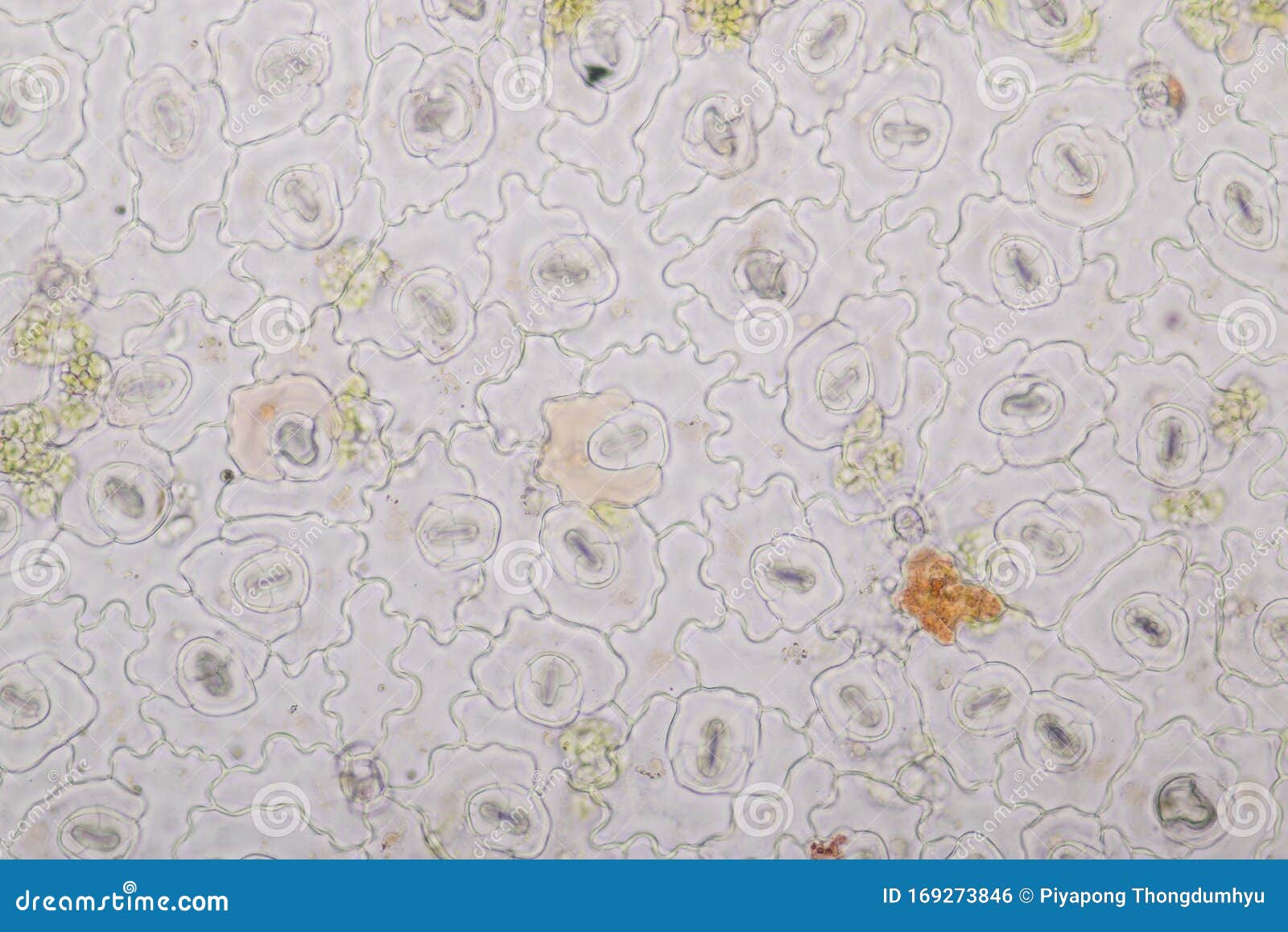 Leaf Epidermis Stomata Under Microscope. Stock Photo - Image of ...