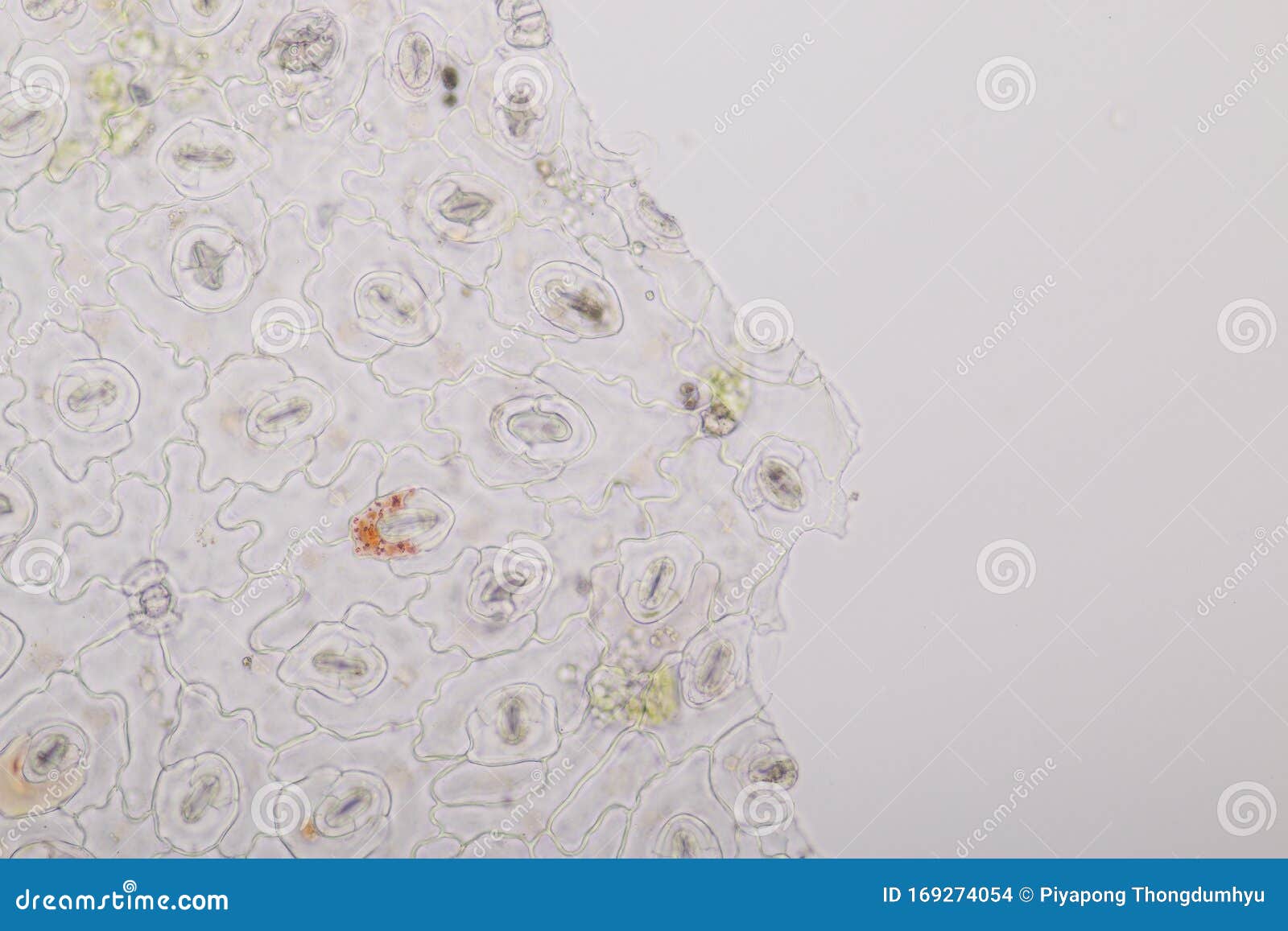 Leaf Epidermis Stomata Under Microscope. Stock Photo - Image of ...