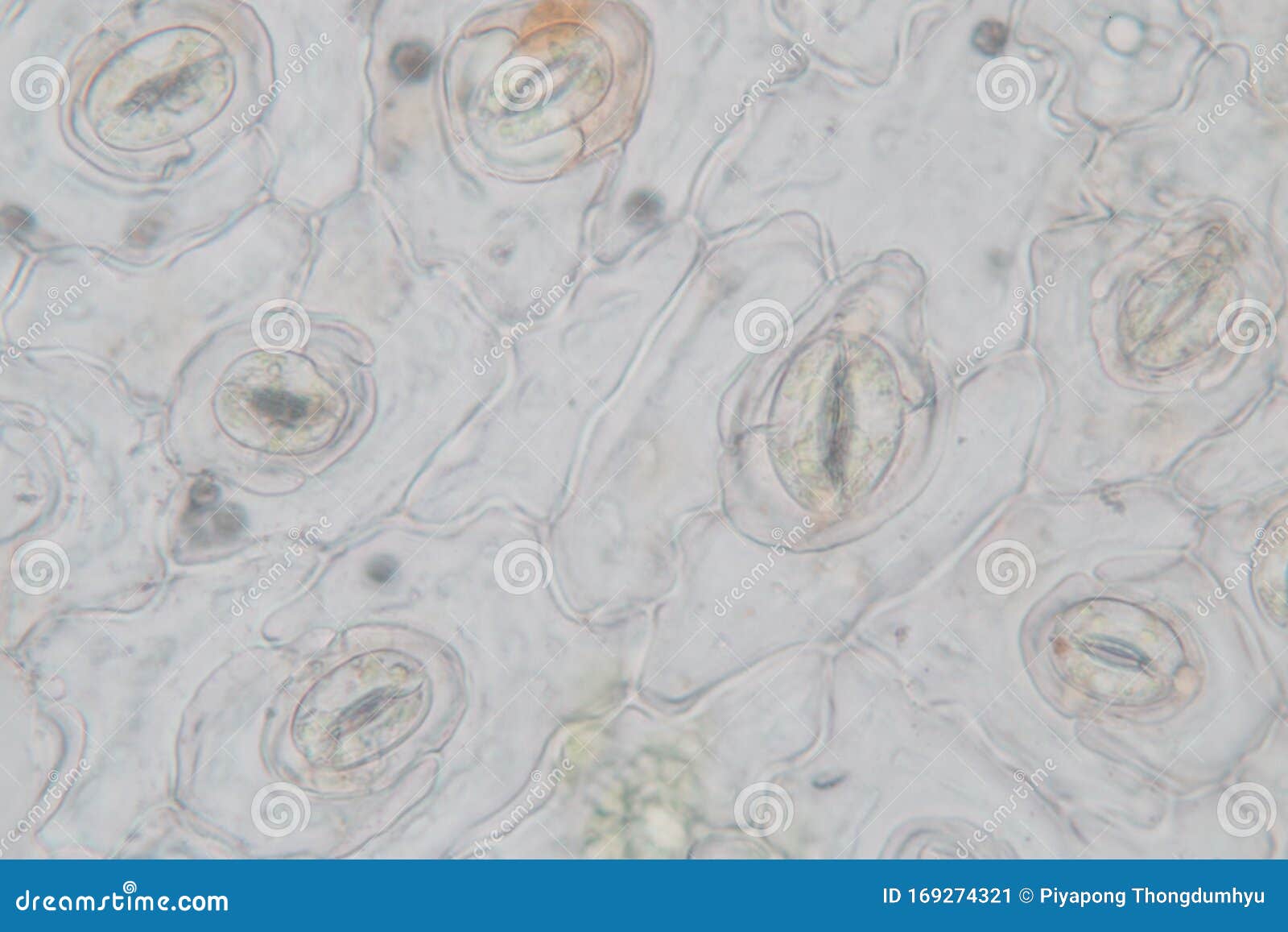 Leaf Epidermis Stomata Under Microscope. Stock Image - Image of botanic ...