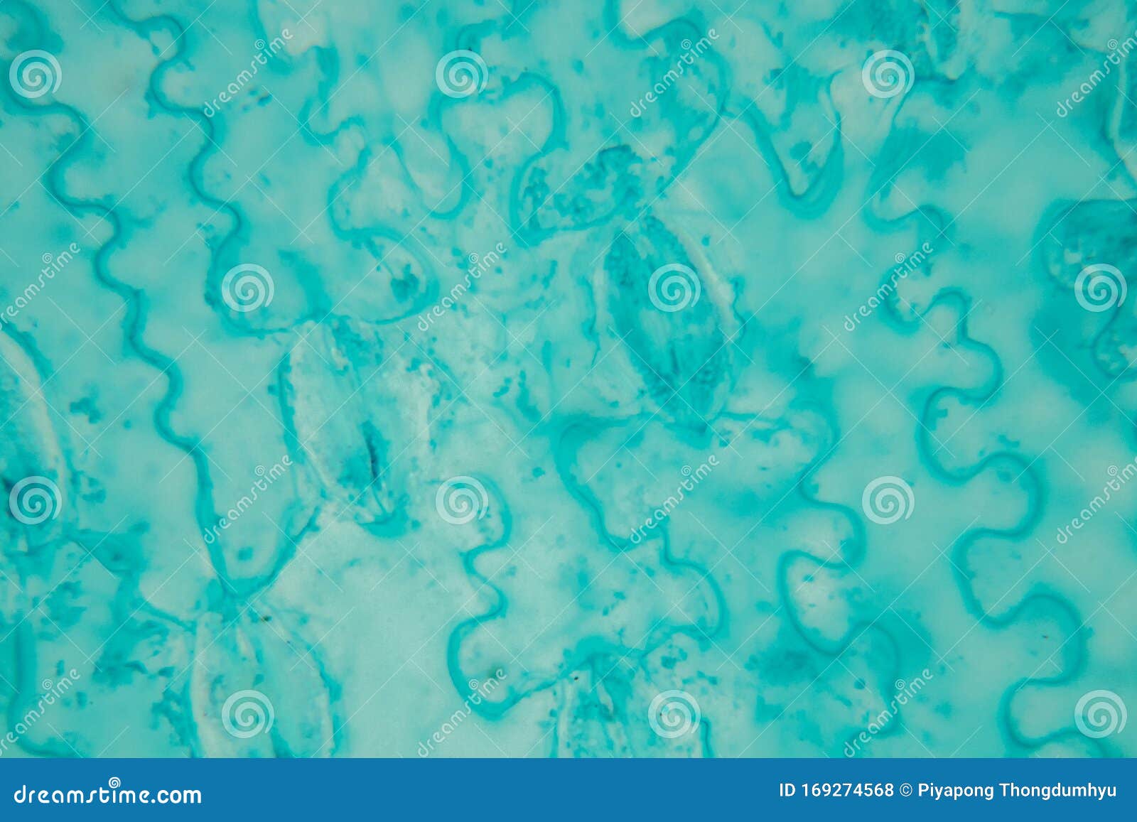 Leaf Epidermis Stomata Under Microscope. Stock Photo - Image of ...