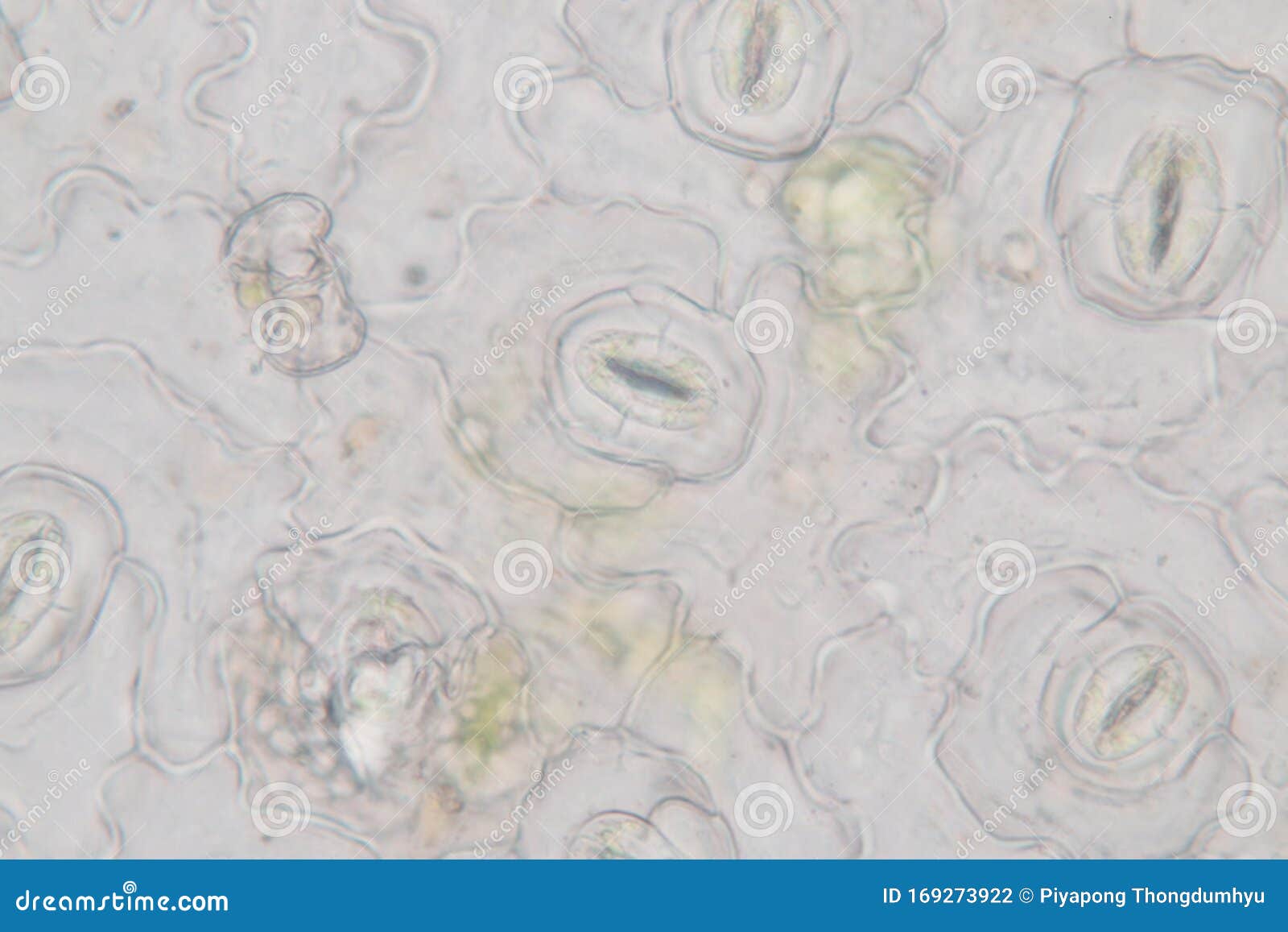 Leaf Epidermis Stomata Under Microscope. Stock Photo - Image of ...