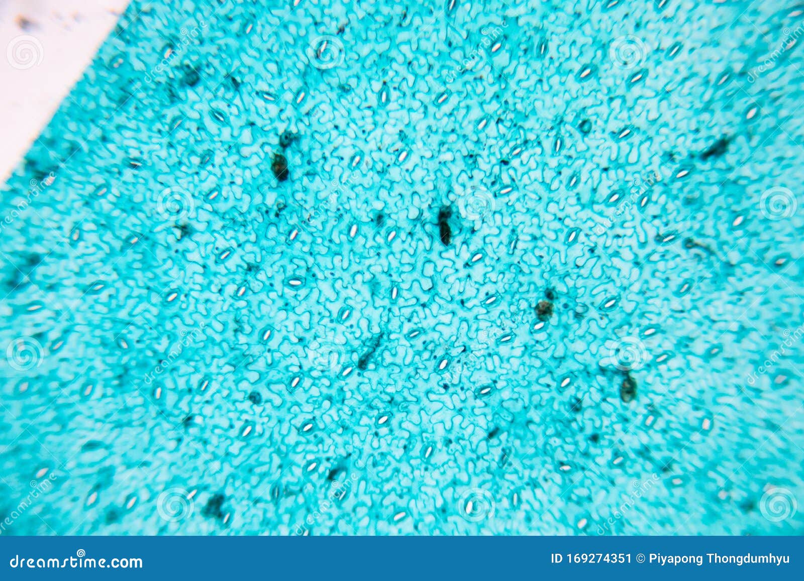 Leaf Epidermis Stomata Under Microscope. Stock Image - Image of botany ...