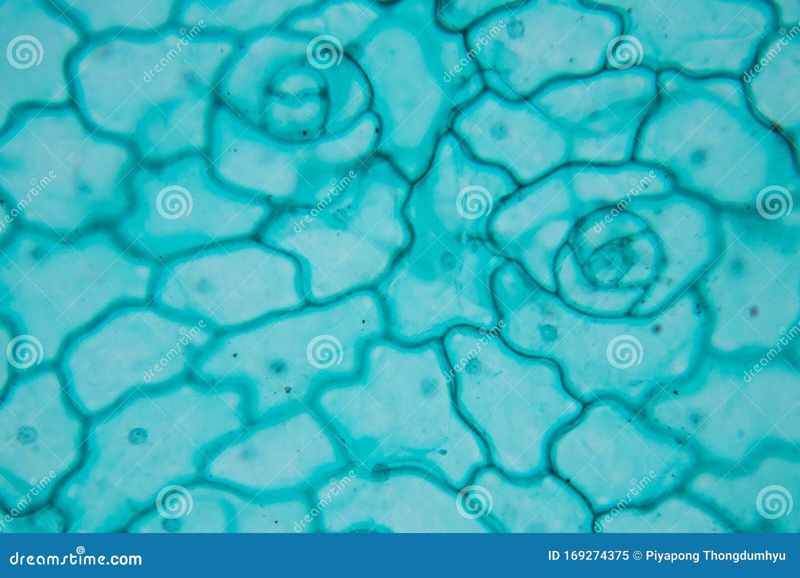 Stomata Microscope View