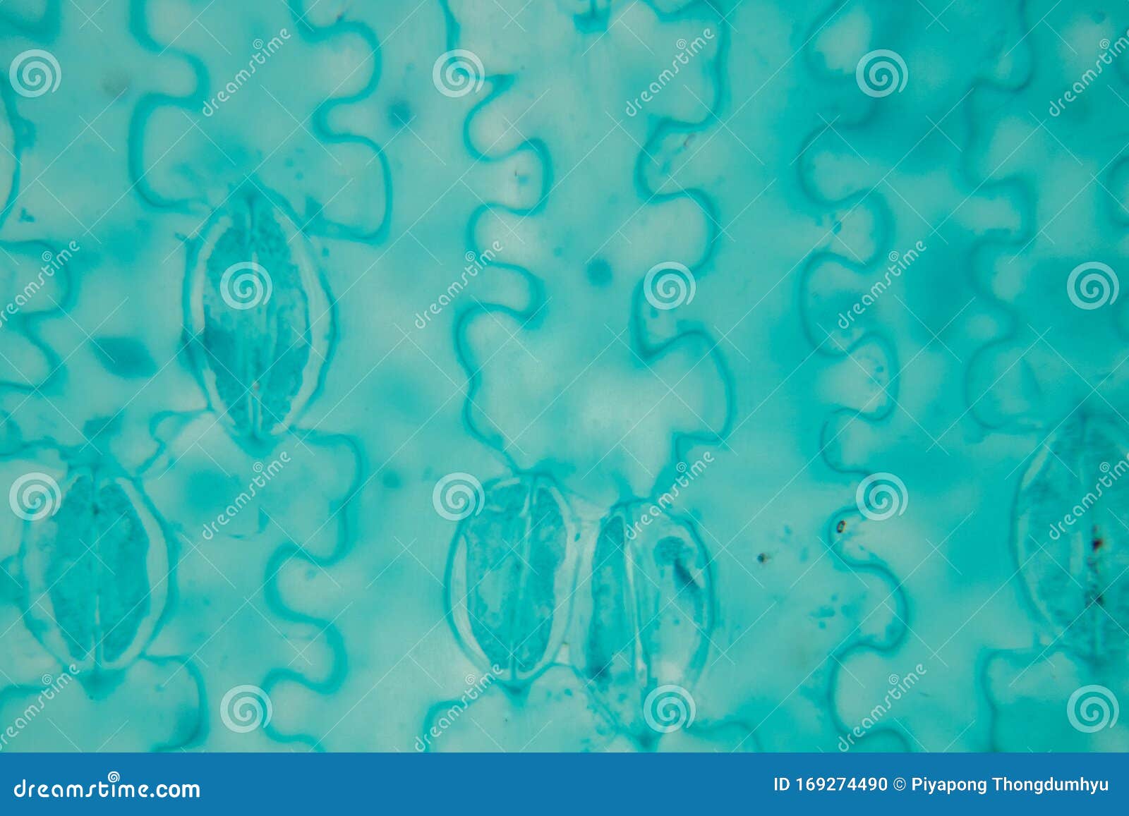 Leaf Epidermis Stomata Under Microscope. Stock Photo - Image of bundle ...