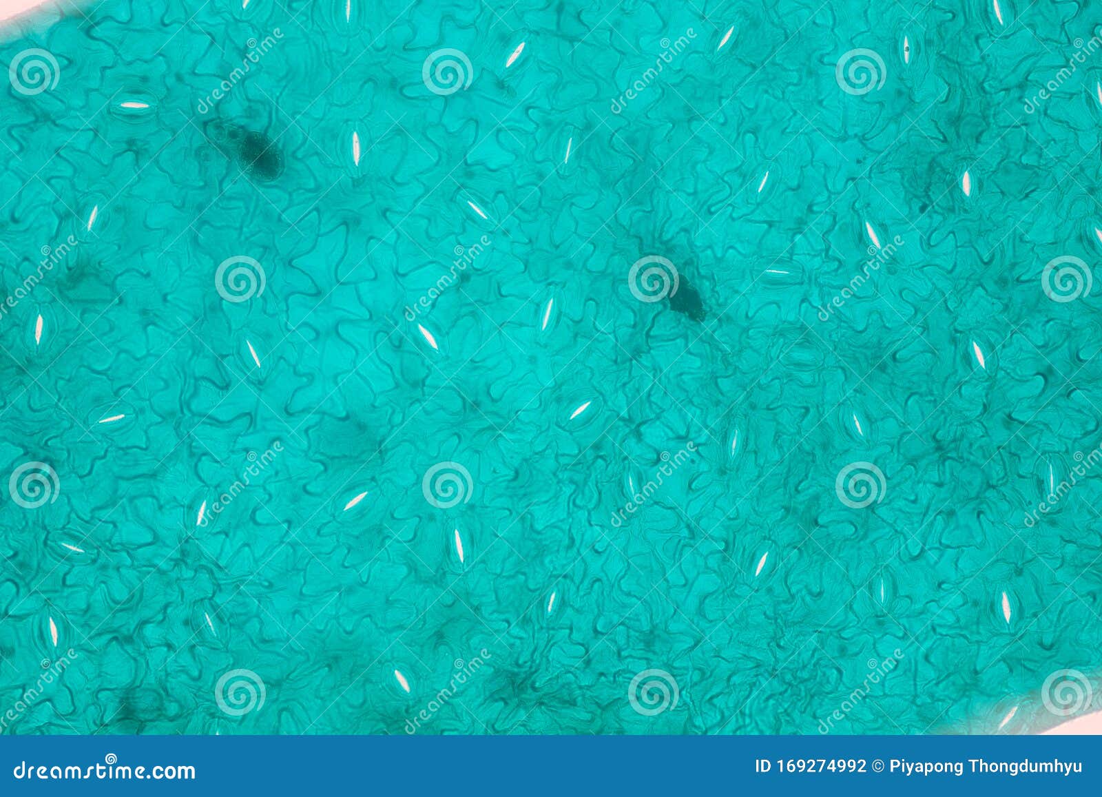 Leaf Epidermis Stomata Under Microscope. Stock Photo - Image of ...