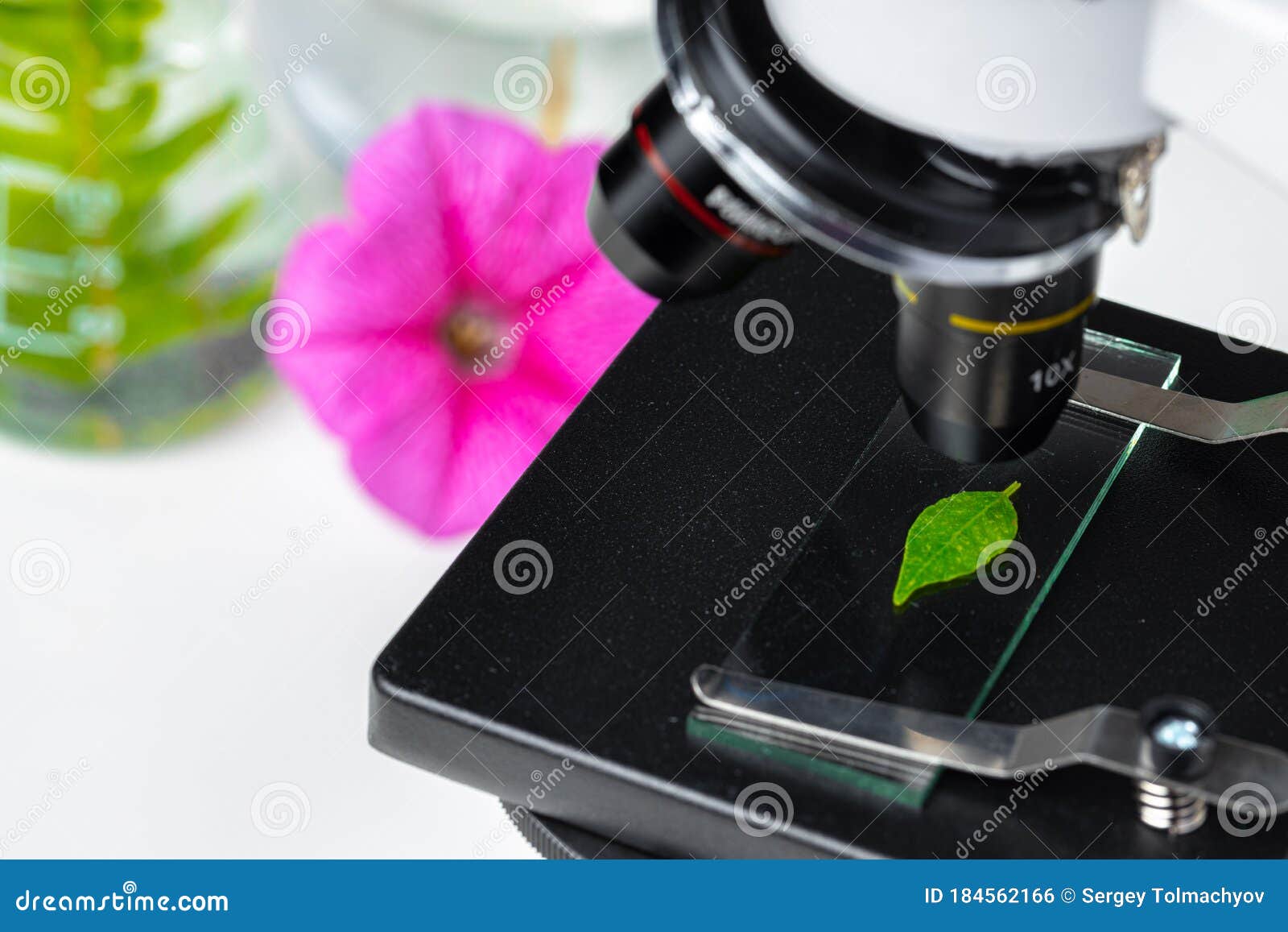 Close Up of a Plant Leaf on a Glass Slide in a Microscope ...