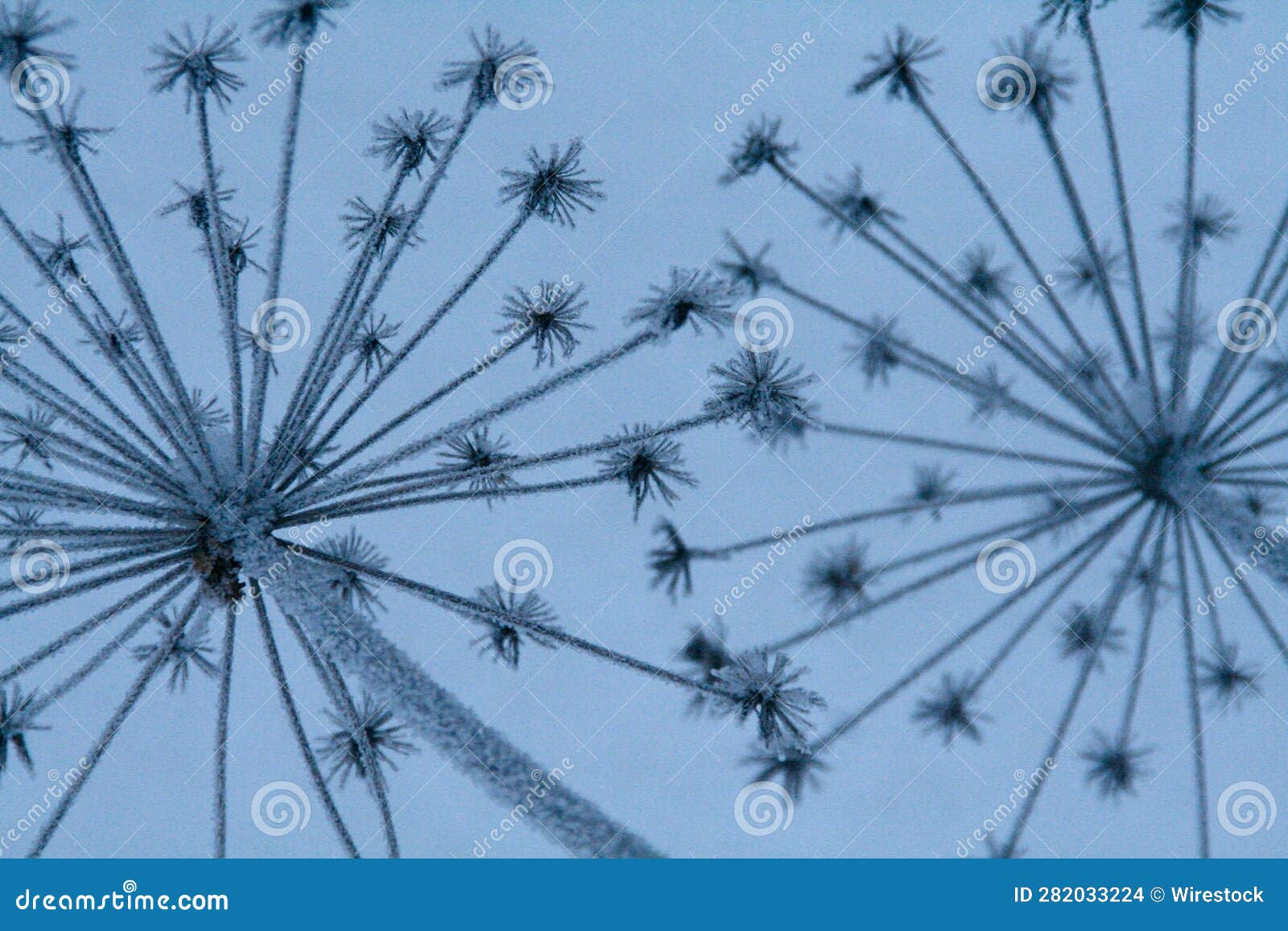 A Close Up of a Plant with Many Thin Stems Under it Stock Photo - Image ...