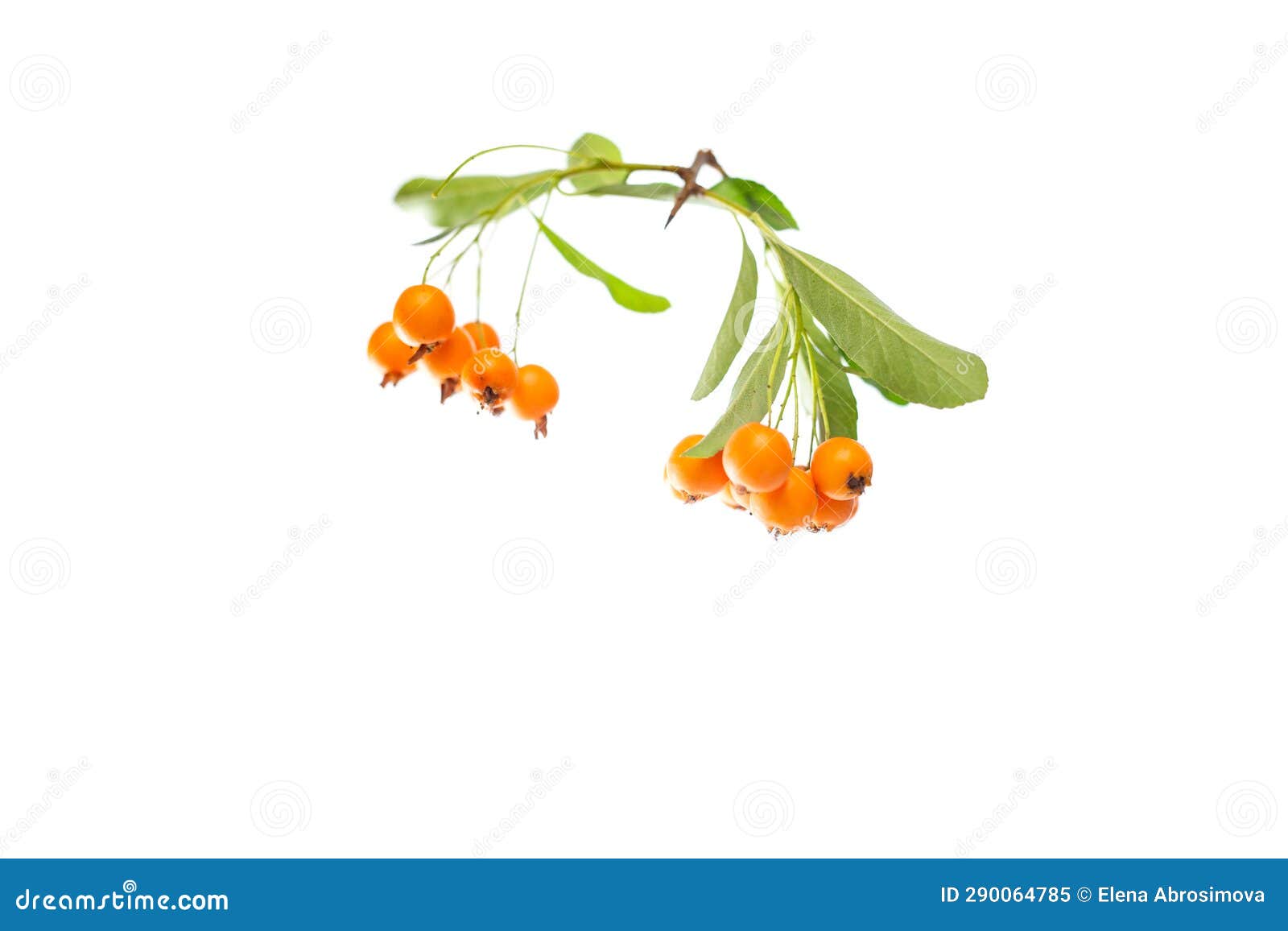 A Close Up of a Plant with Orange Berries Stock Image - Image of ...
