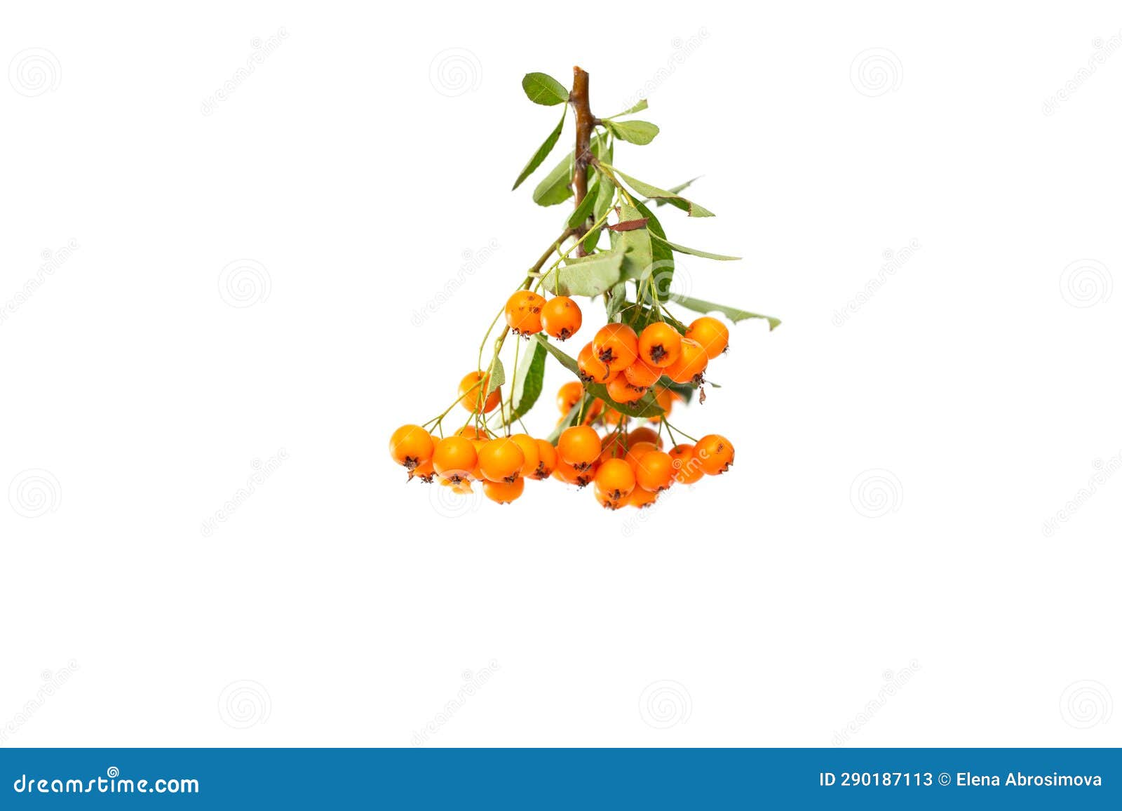A Close Up of a Plant with Orange Berries Stock Image - Image of ...