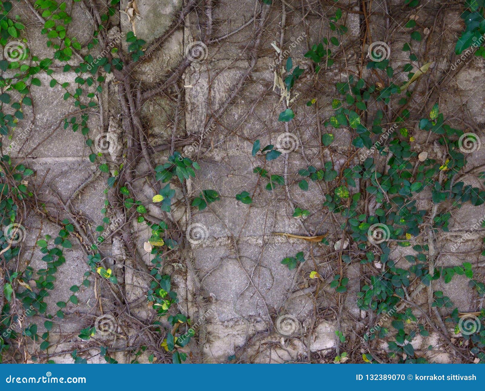 Close Up Plant and Root Growing on Concrete Wall Stock Photo - Image of ...