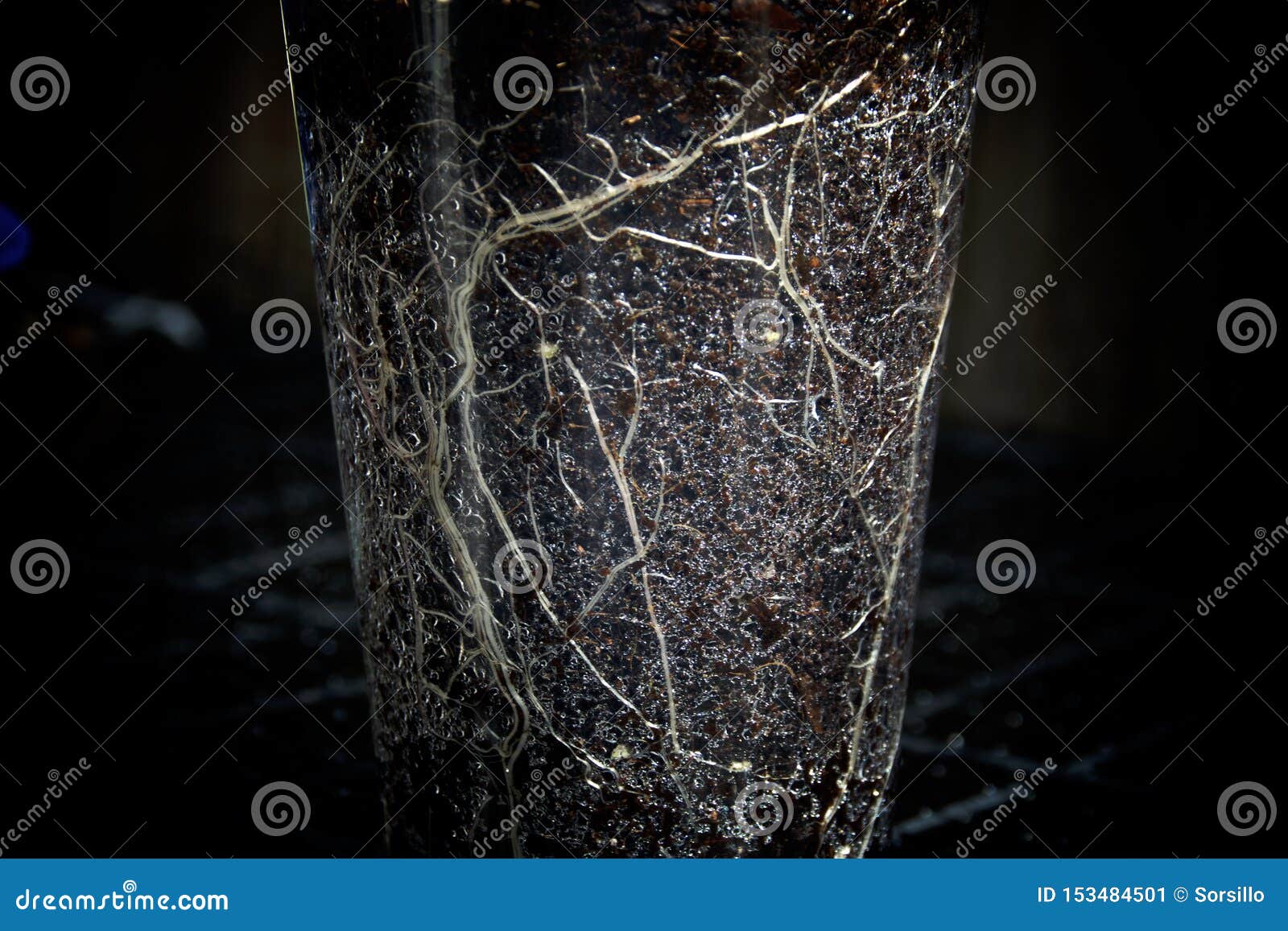 Close Up of Plant Roots in Clear Container Stock Image - Image of ...