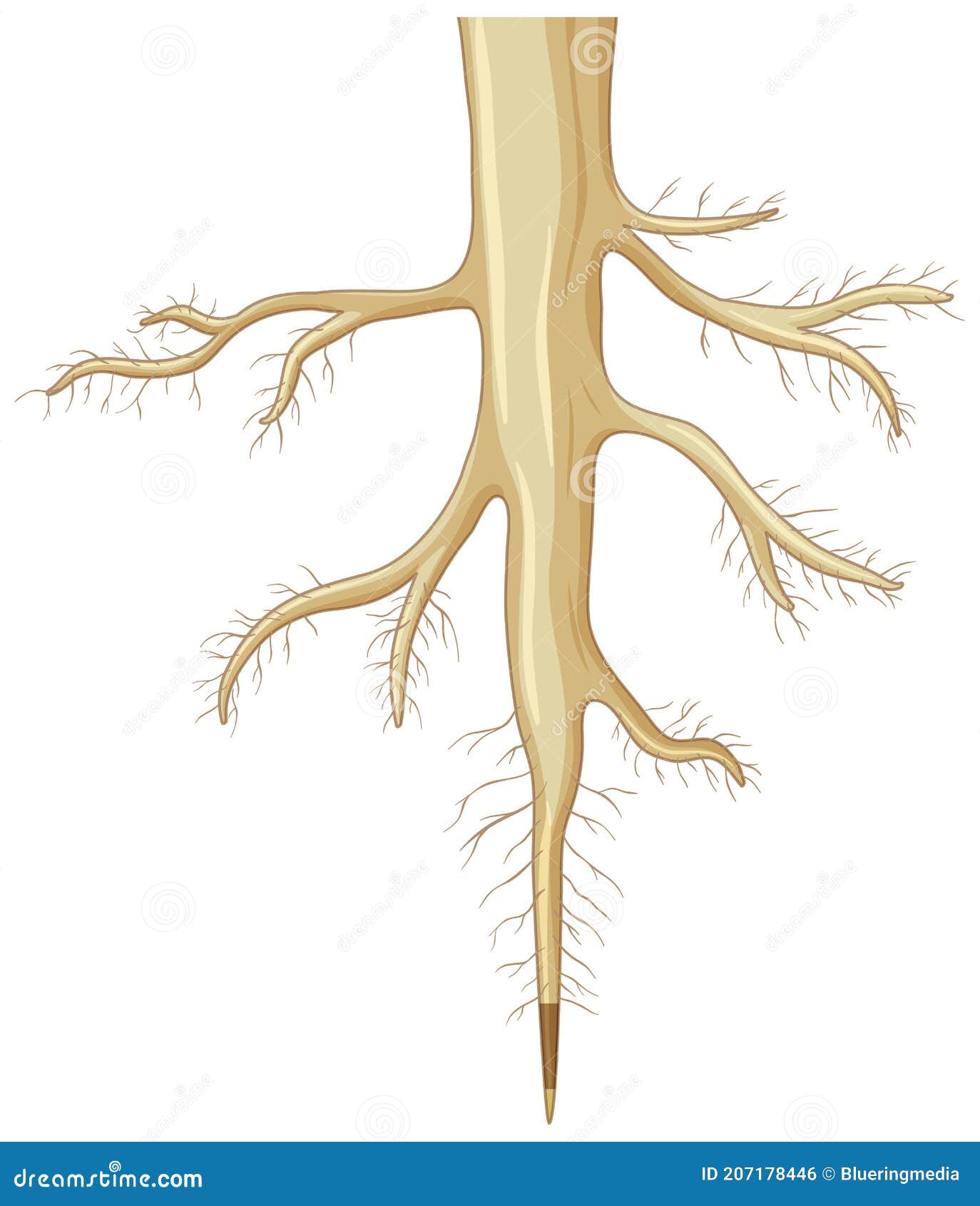 Taproot And Fibrous Root Example Comparison Vector Illustration Scheme ...