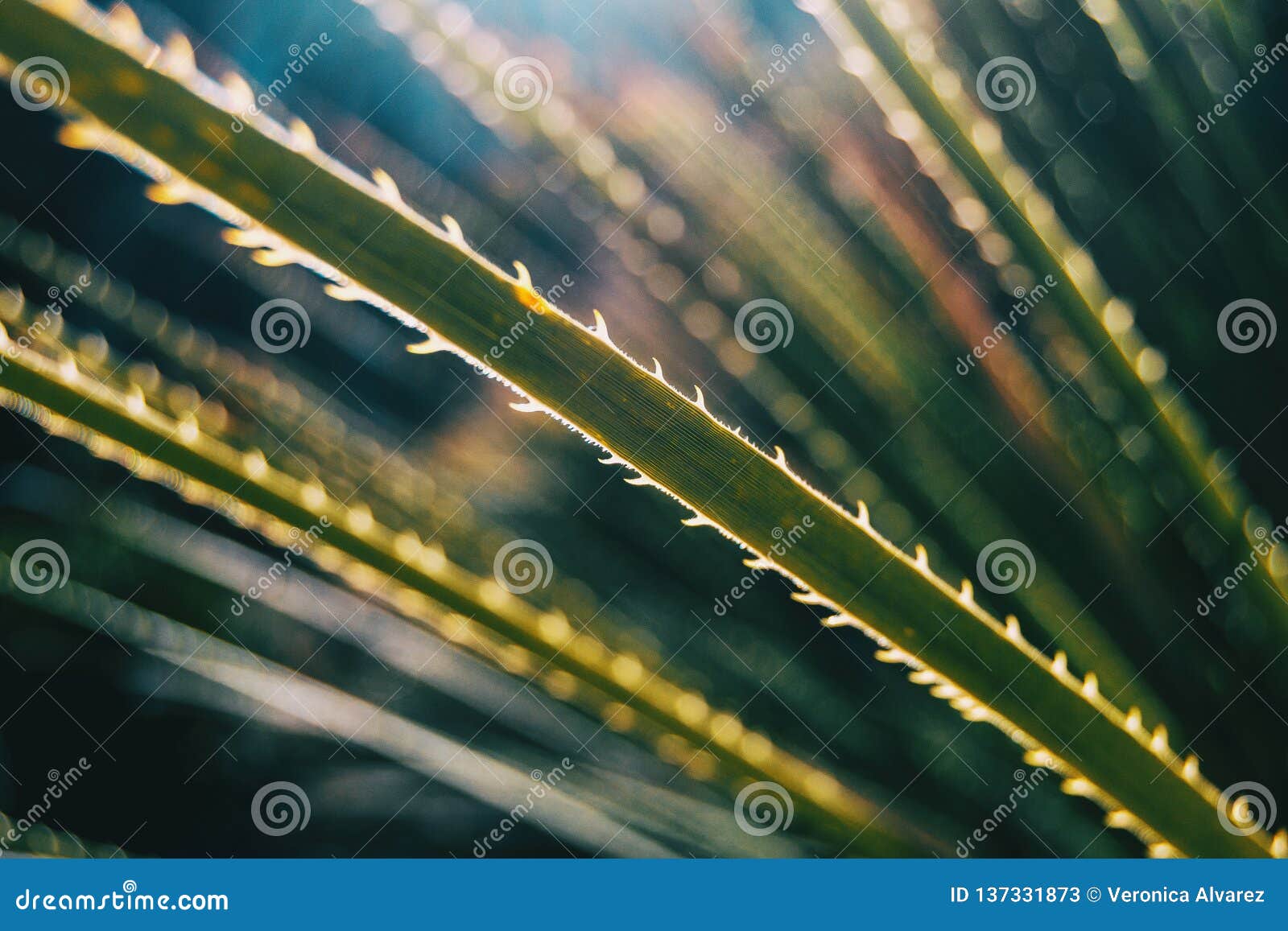 Close-up of a Plant`s Leaf with Serrated Edge Stock Image - Image of ...