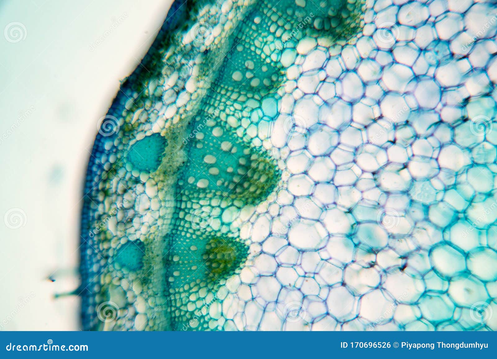 Plant Stem Under the Microscope for Classroom Education. Stock Photo ...