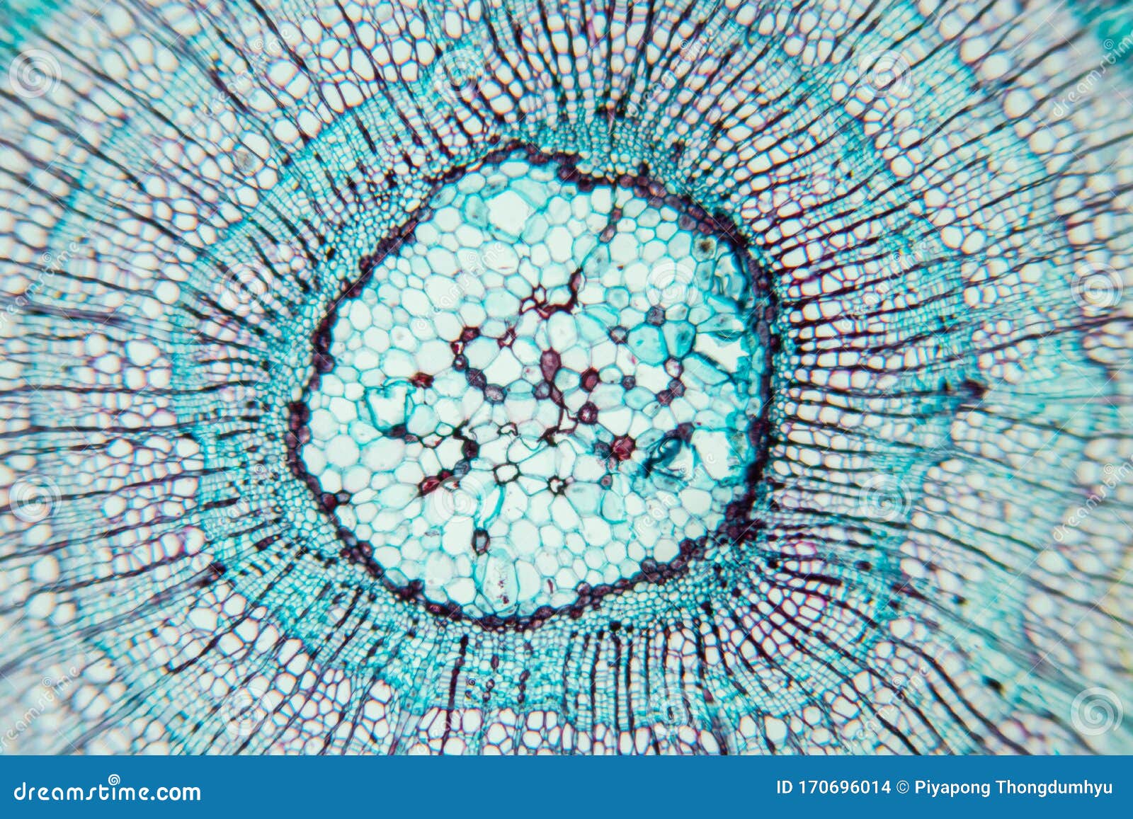 Plant Stem Under the Microscope for Classroom Education. Stock Photo ...
