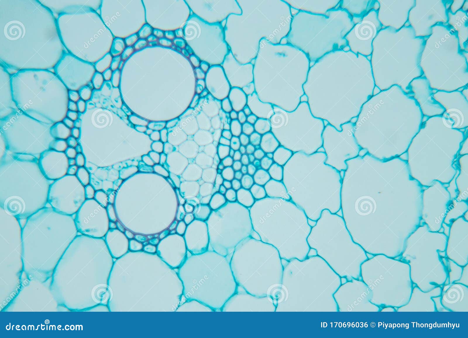 Plant Stem Under the Microscope for Classroom Education. Stock Photo ...