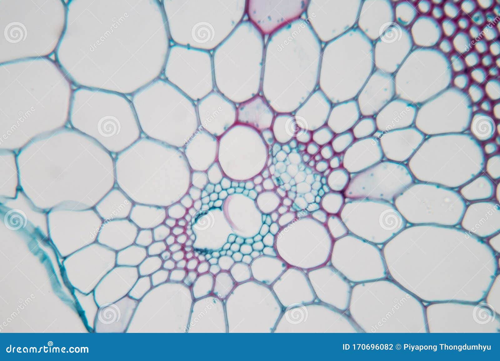 Plant Stem Under the Microscope for Classroom Education. Stock Photo ...