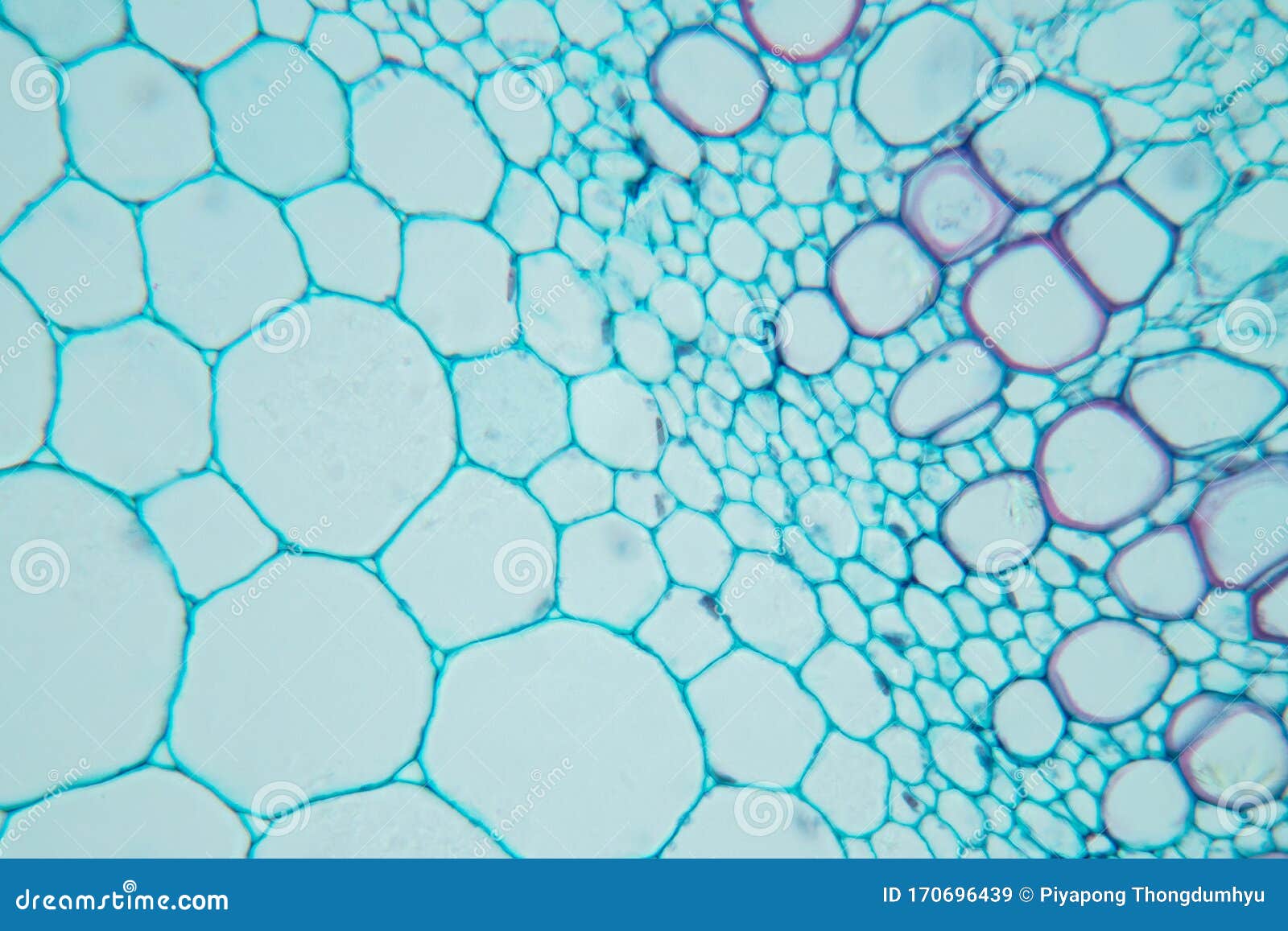 Plant Stem Under the Microscope for Classroom Education. Stock Image ...