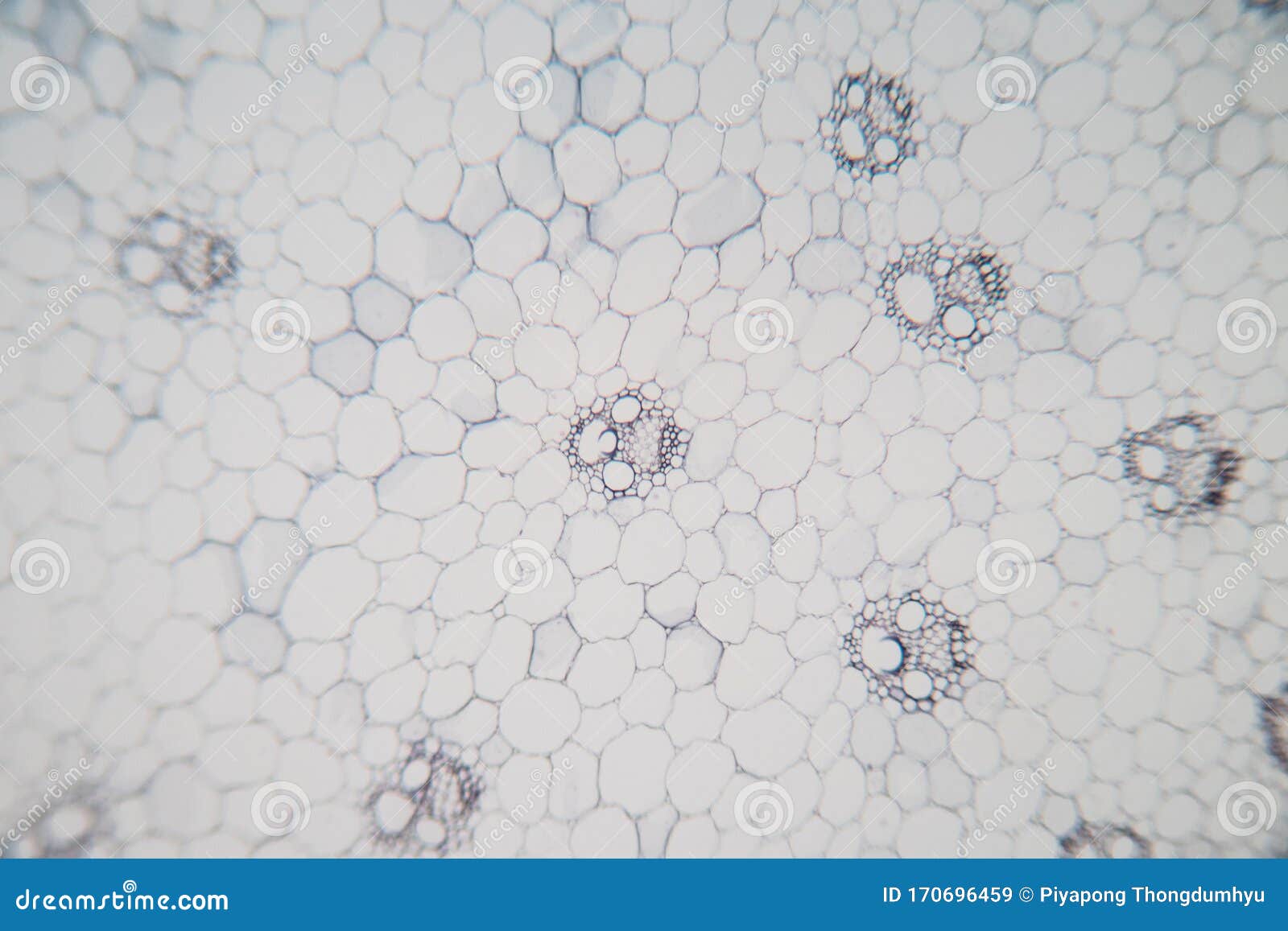 Plant Stem Under the Microscope for Classroom Education. Stock Image ...