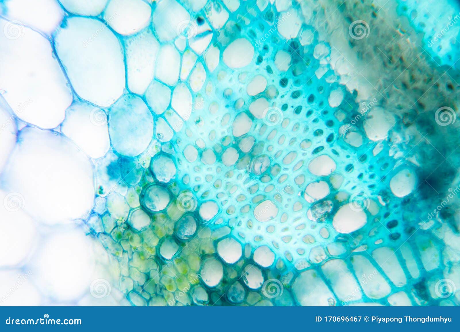 Plant Stem Under The Microscope For Classroom Education. Stock Image ...