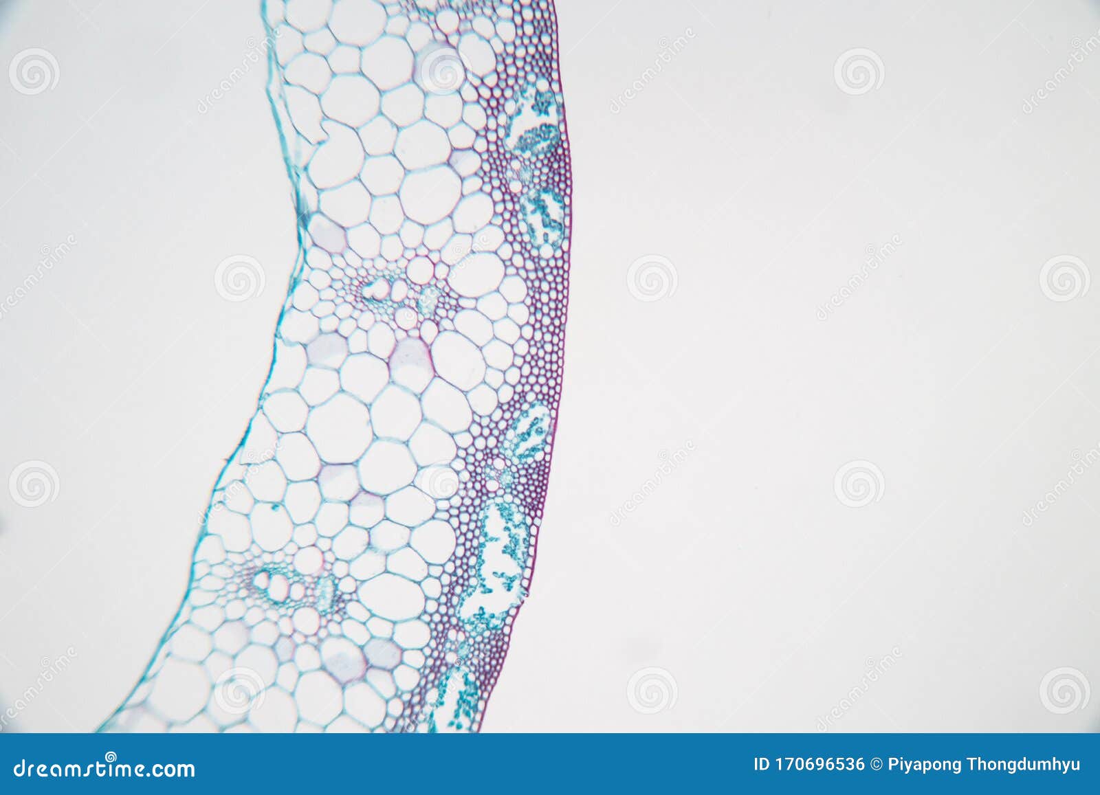 Plant Stem Under the Microscope for Classroom Education. Stock Photo ...
