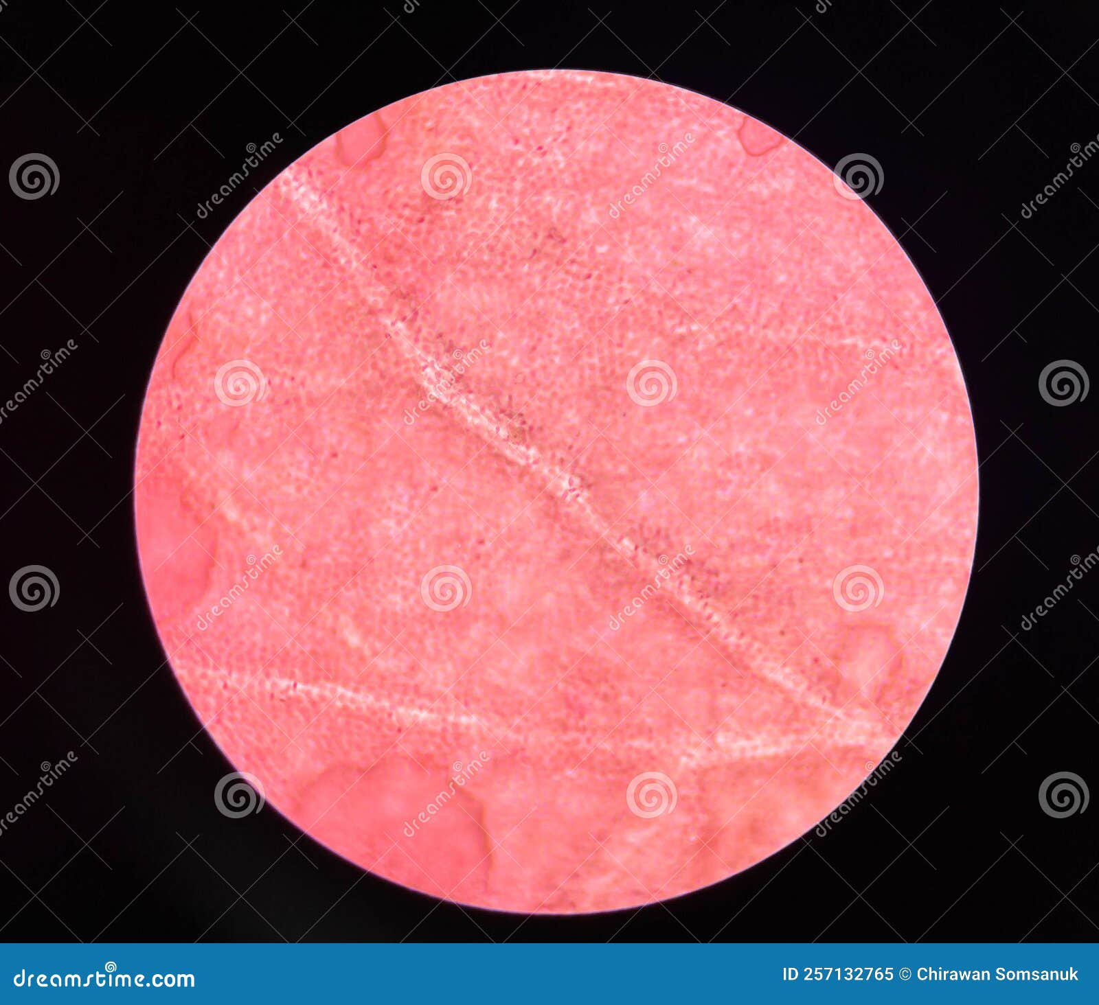 Close Up Plants Cells Rose Flowers Stock Image - Image of chloroplast ...