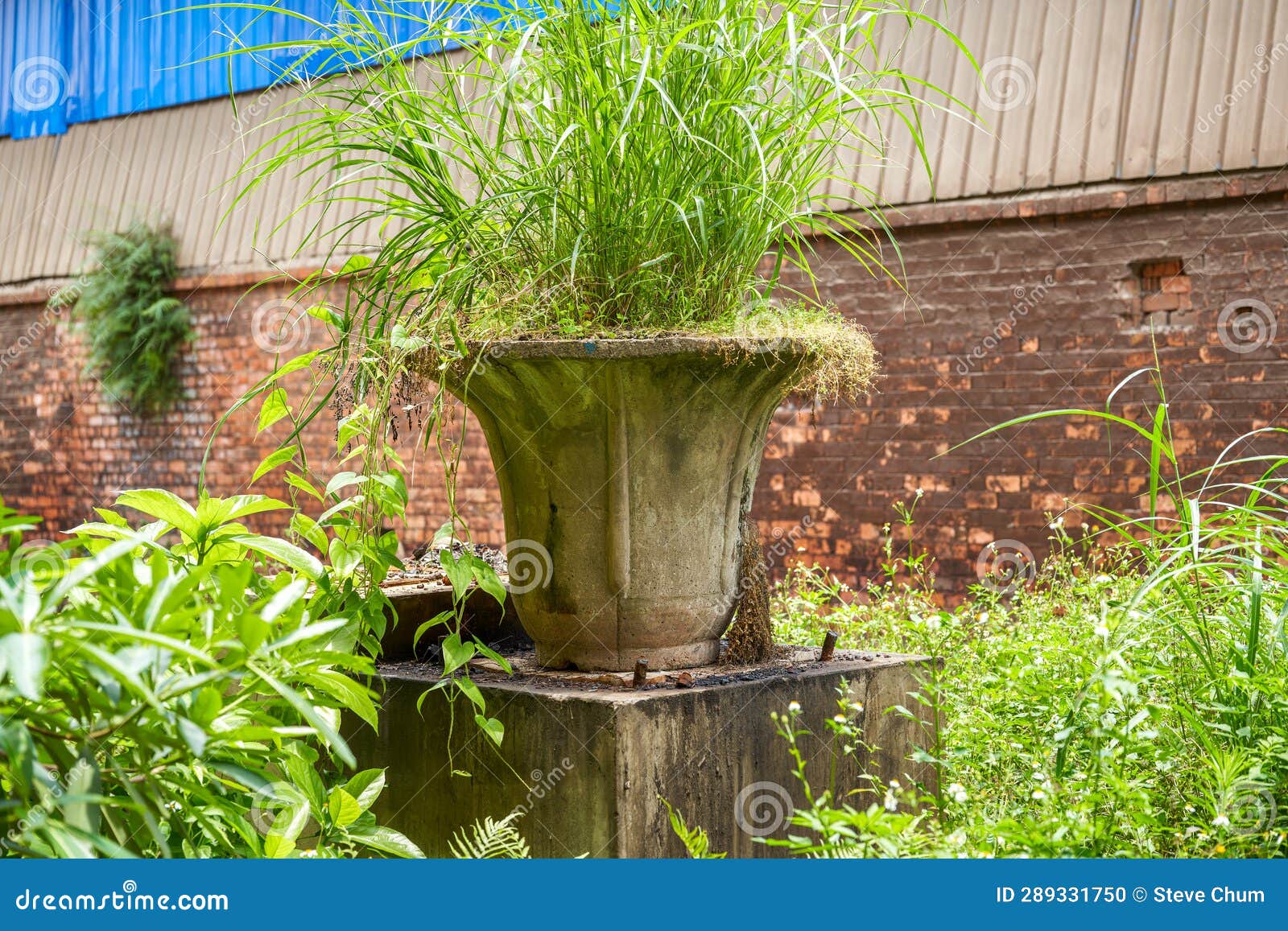 Close-up of Plants Grown in Stone Pots Outdoors in the Park Stock Photo ...