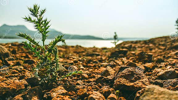 A Close Up a Plants with Thrones on a Desert beside a Lake Stock Image ...