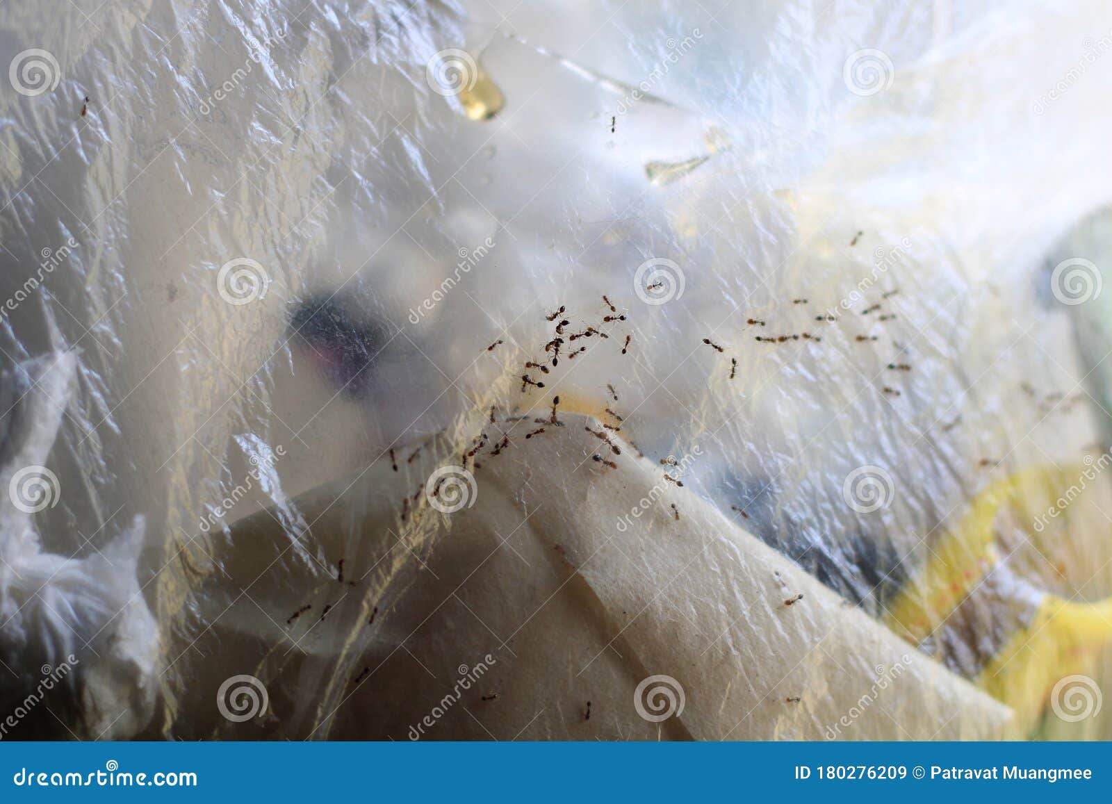 Close-up of Plastic Bag Garbage with Ant. Stock Image - Image of petal ...