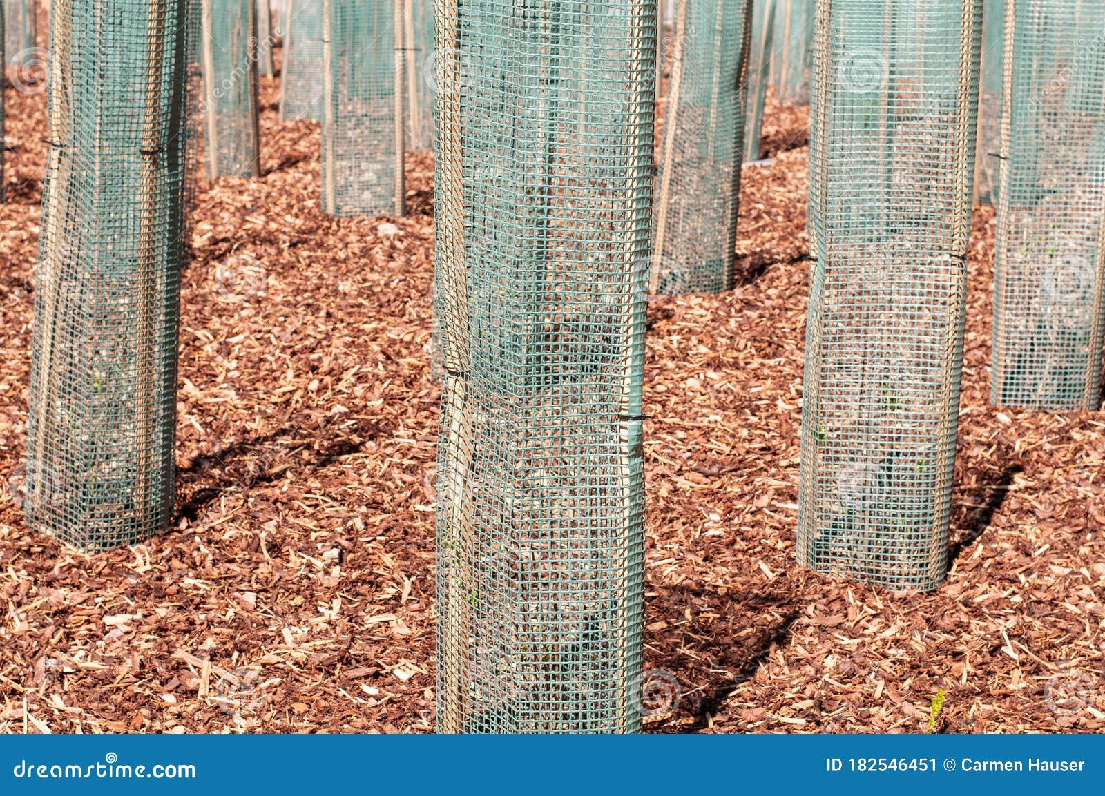 Close-up of Plastic Mesh Around a Tree Seedling Stock Image - Image of ...