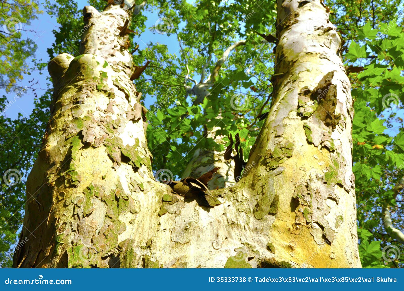 Close up of platan tree stock photo. Image of platan - 35333738