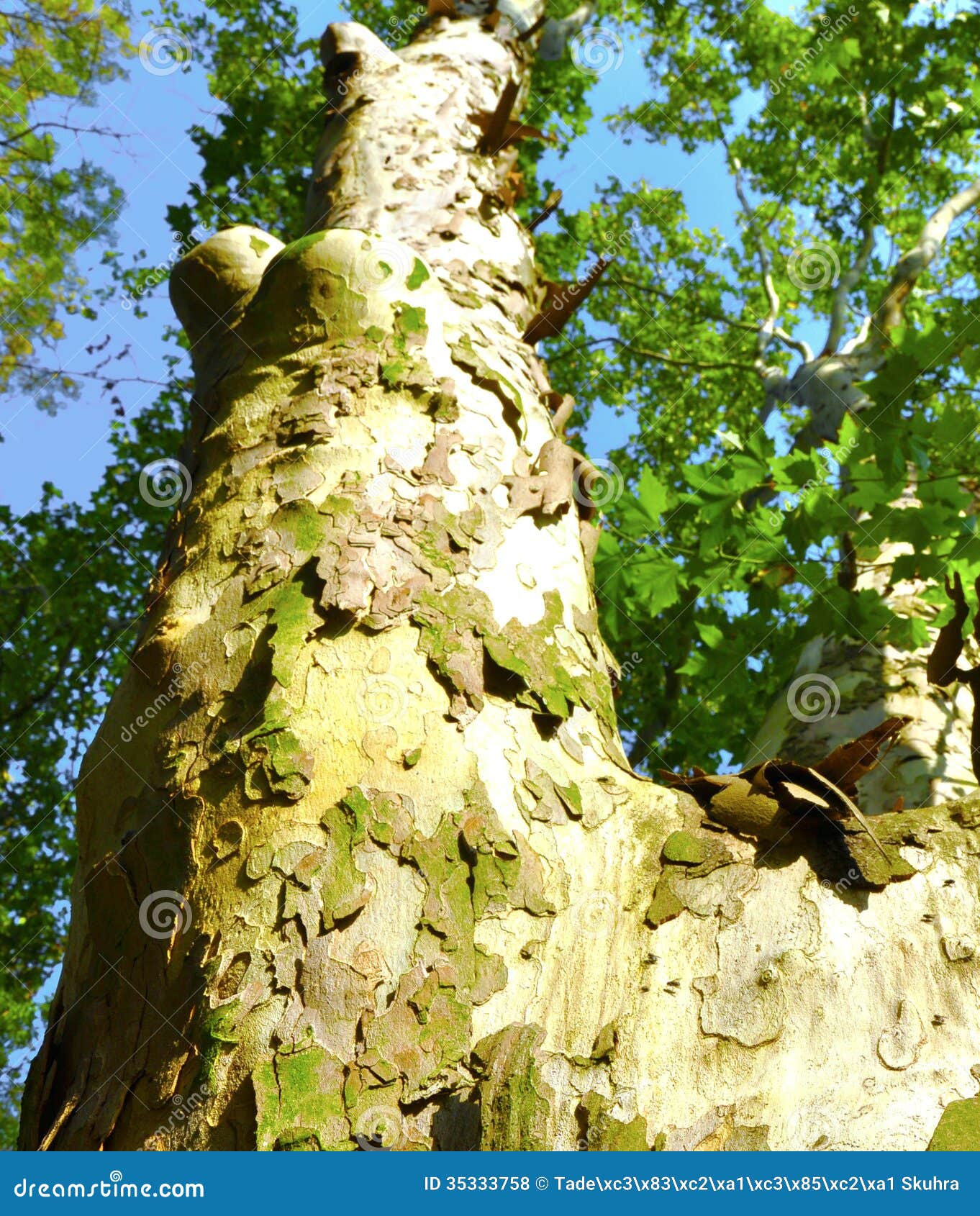 Close up of platan tree stock photo. Image of abstract - 35333758