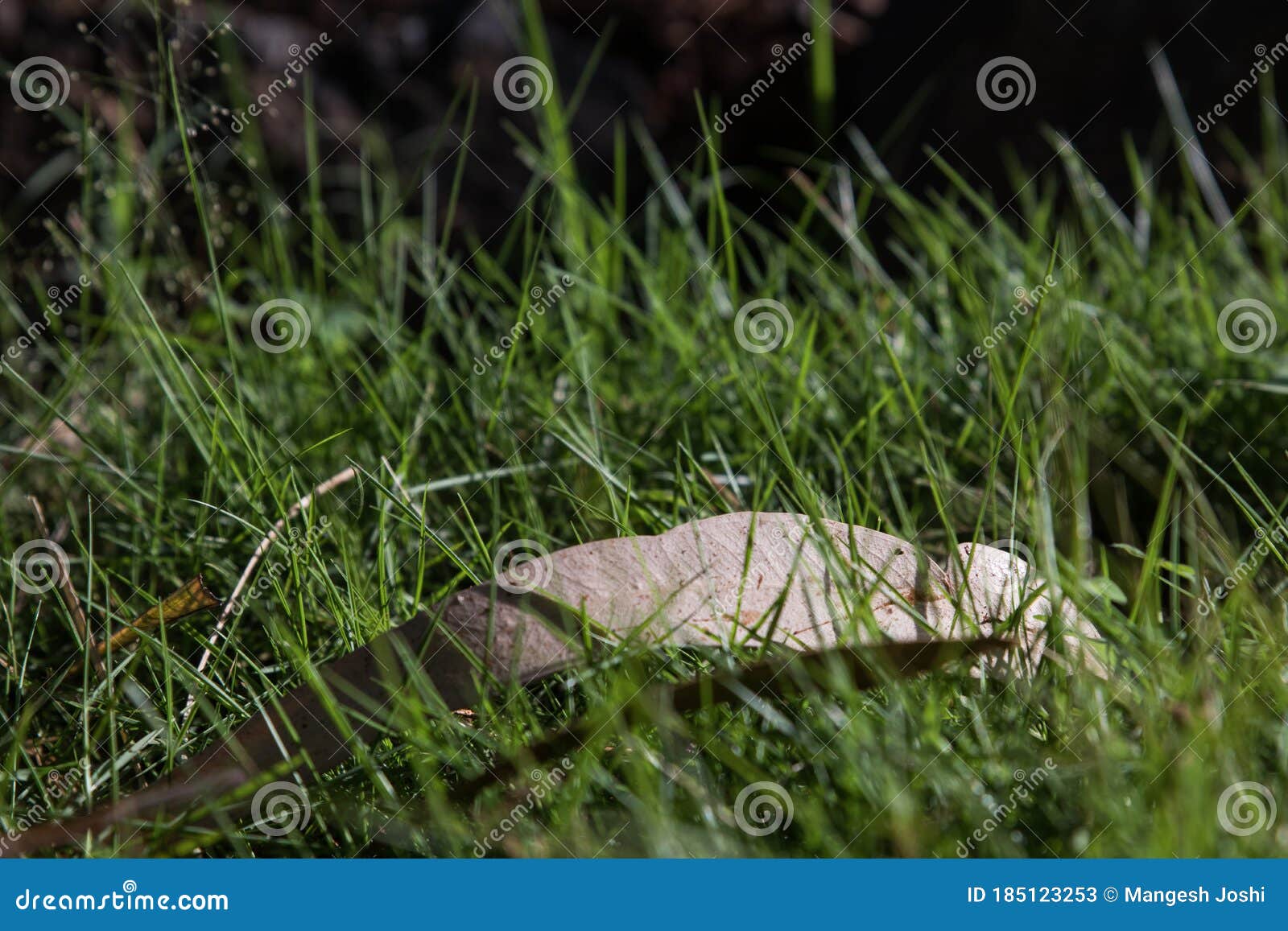 Close Up of Pointy Sharp Grass Blades with Dark Background in the ...