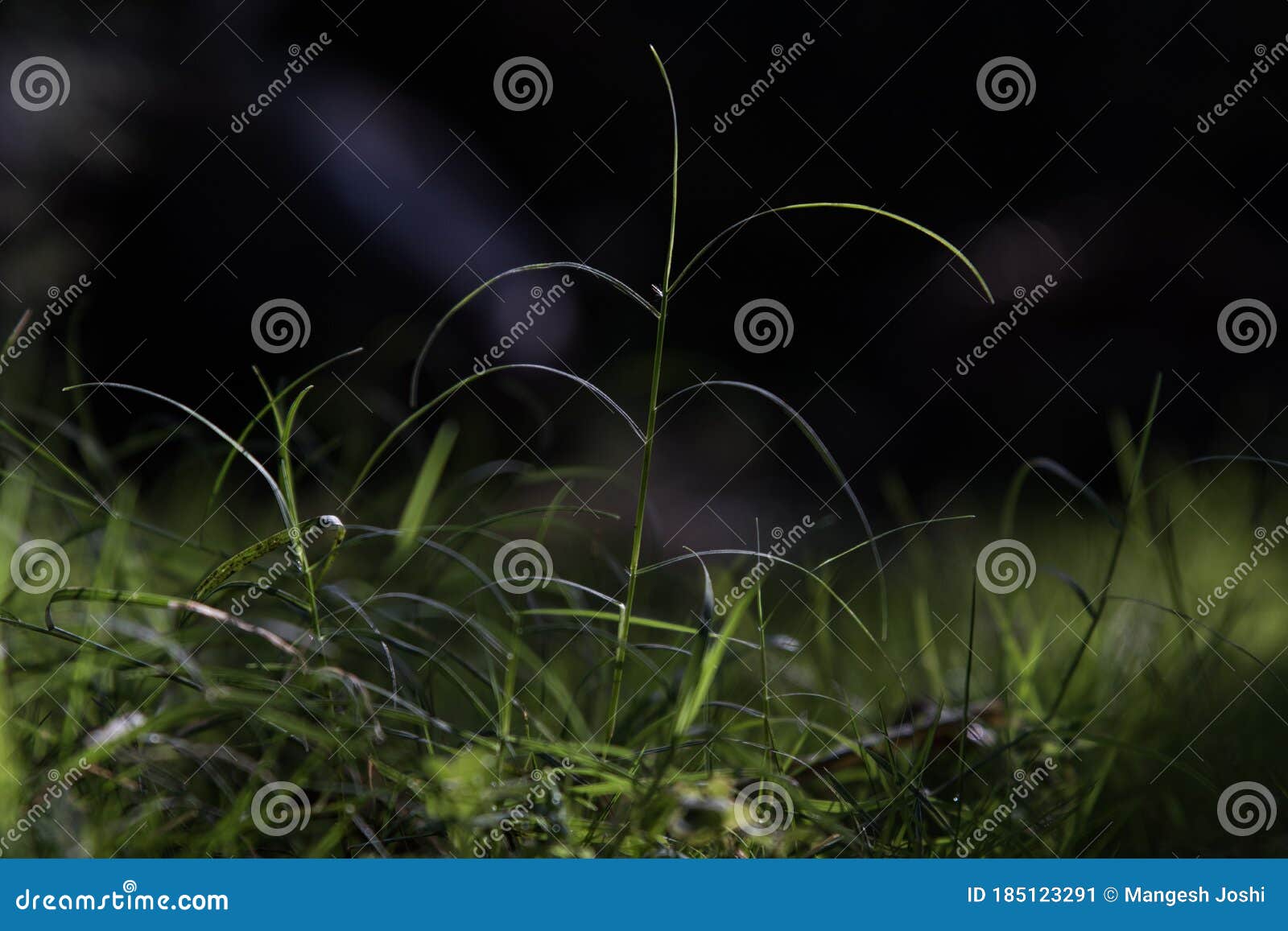 Close Up of Pointy Sharp Grass Blades with Dark Background in the ...