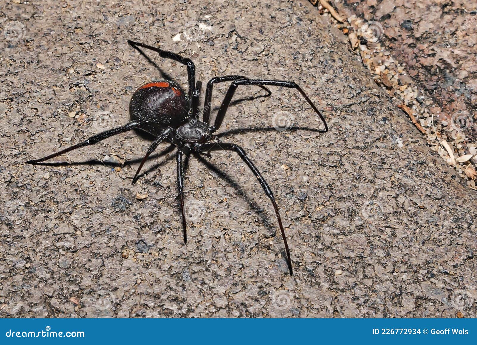 A Close Up of a Poisonous Redback Spider on Ground Stock Photo - Image ...