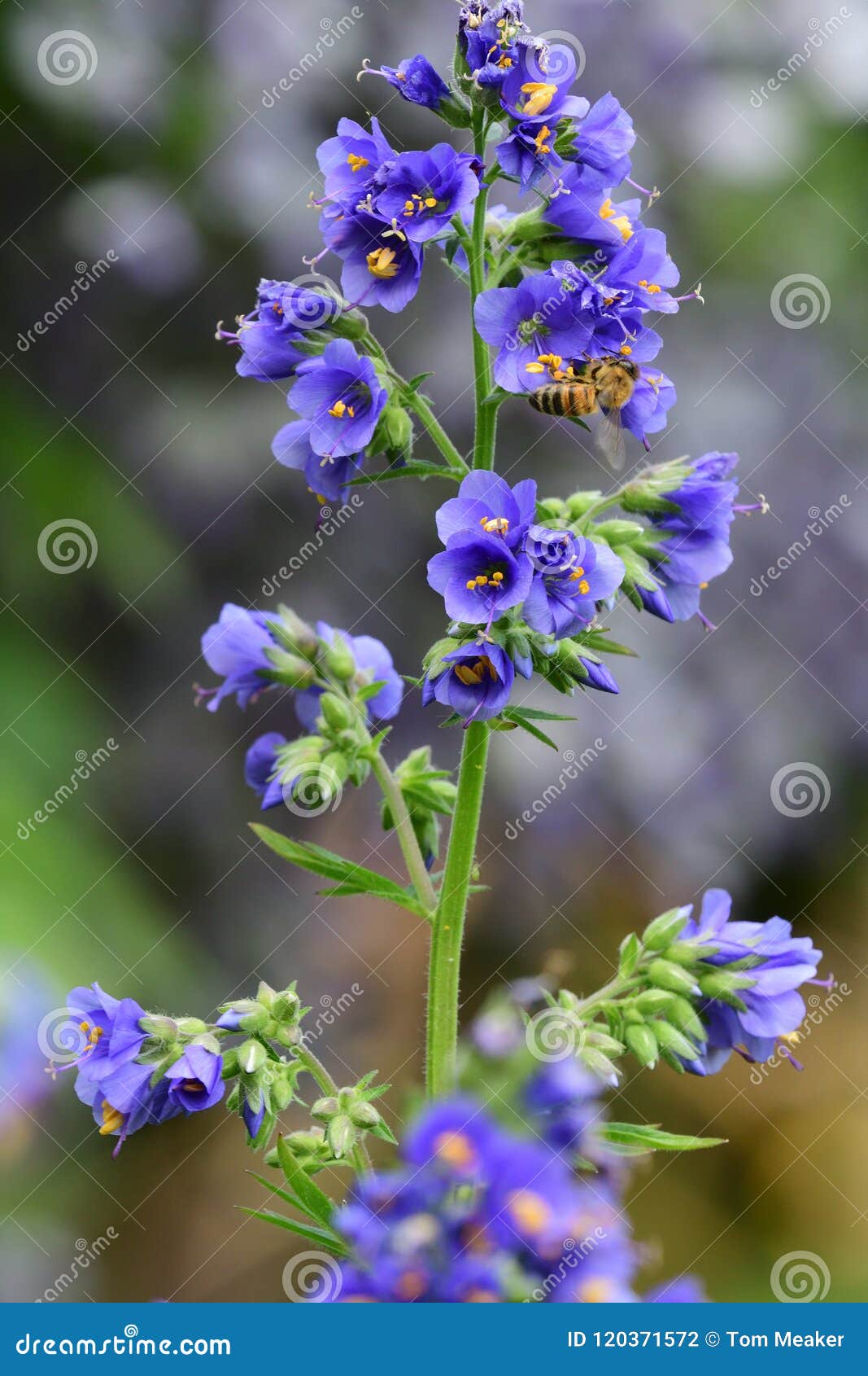 Polemonium caeruleum stock photo. Image of fresh, color - 120371572