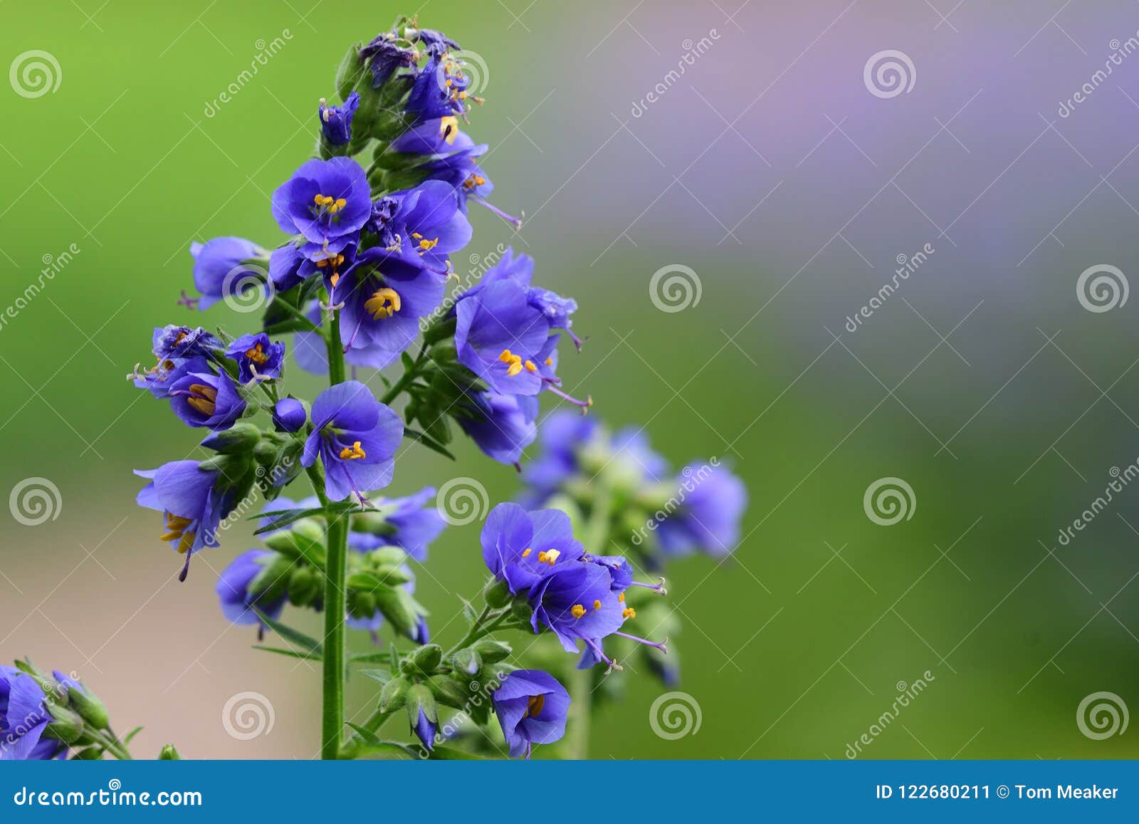 Polemonium caeruleum stock image. Image of fresh, green - 122680211