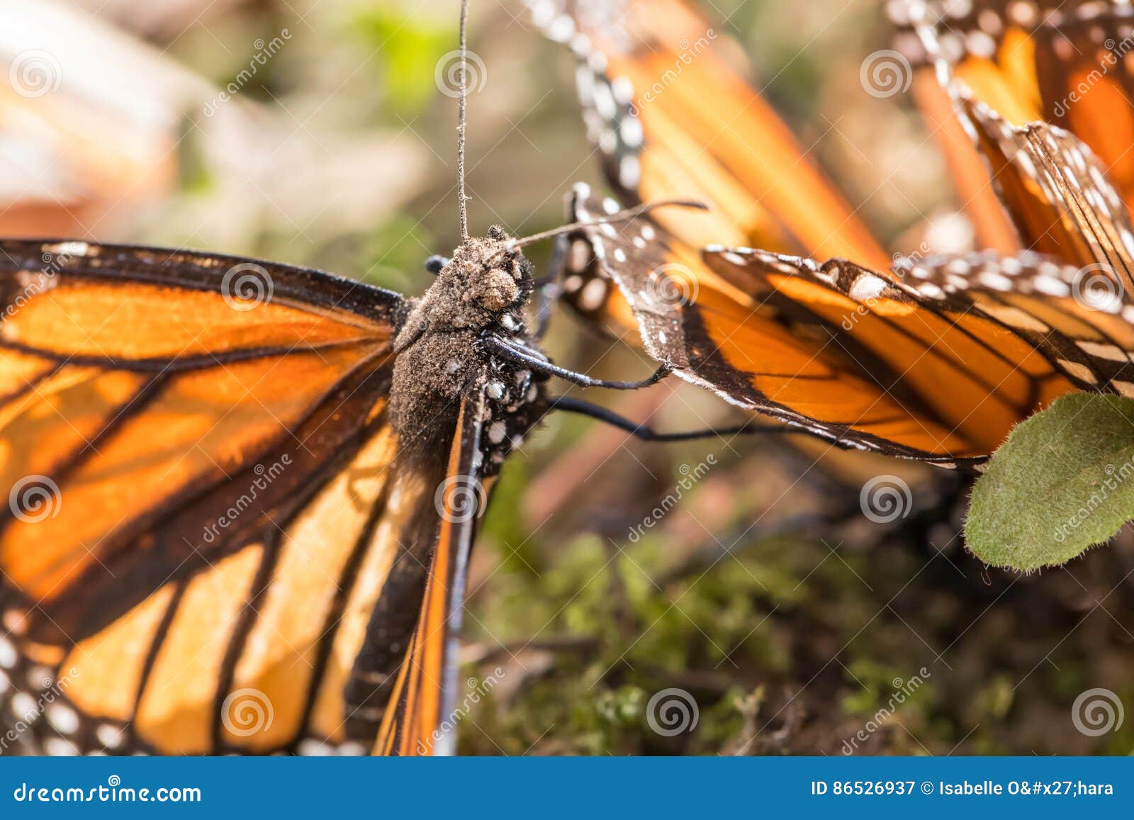 Close Up of Pollen Covered Monarch Butterfly Stock Image - Image of ...